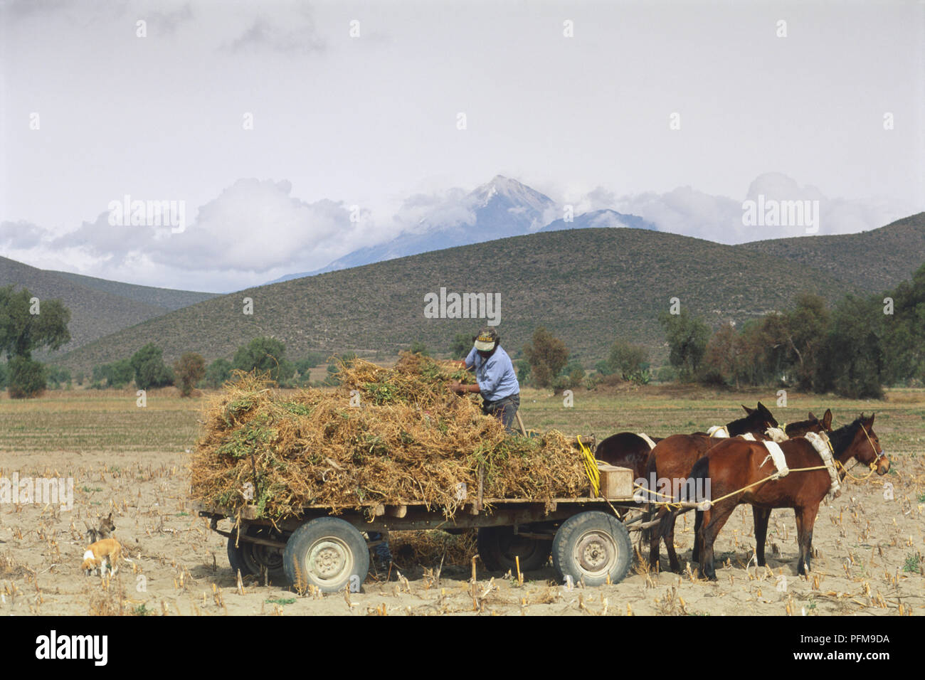 Mexico, Gulf Coast, farmer loading crops onto horse-pulled trailer ...