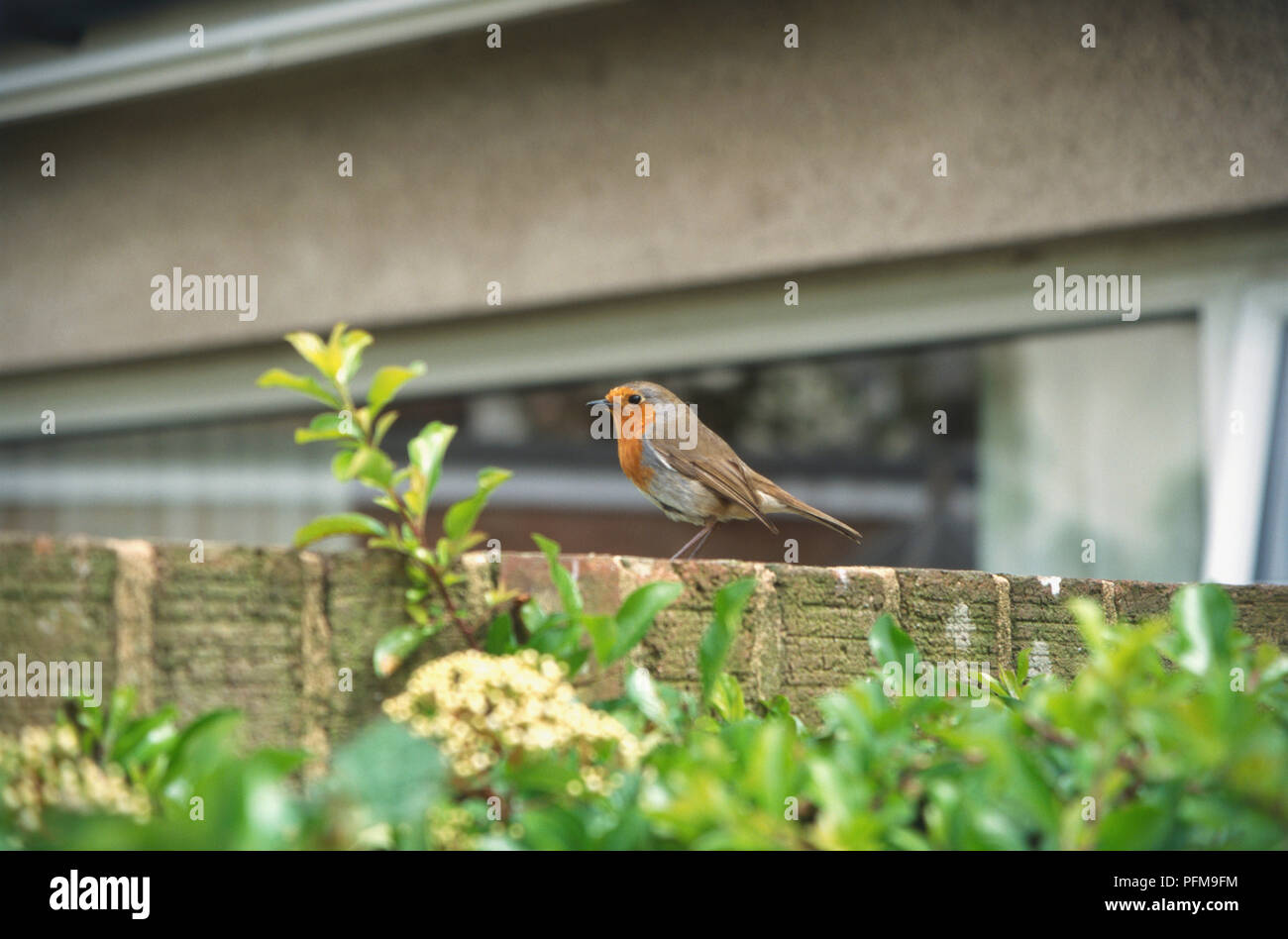 Robin on garden wall hi-res stock photography and images - Alamy