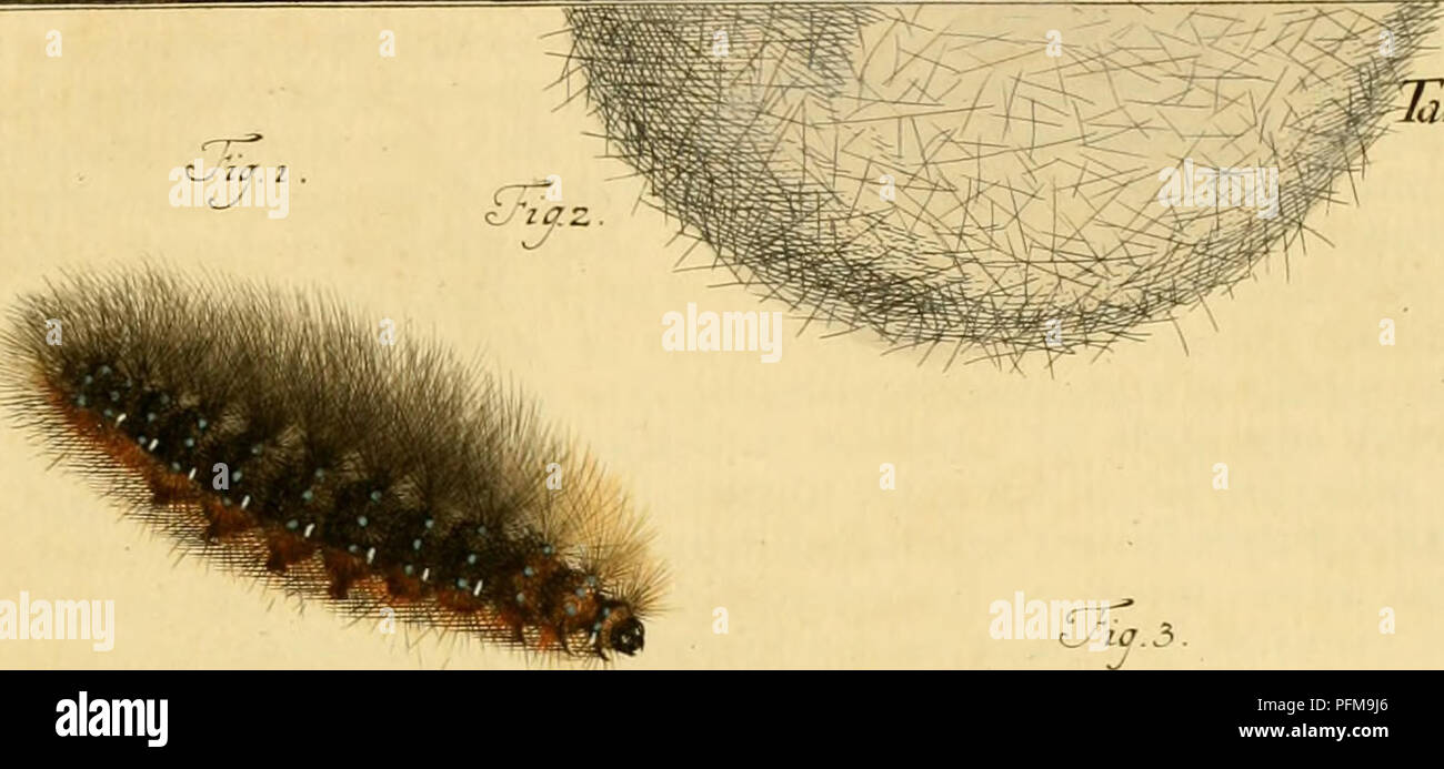 This work, 'The Natural History of Insects', includes detailed ...