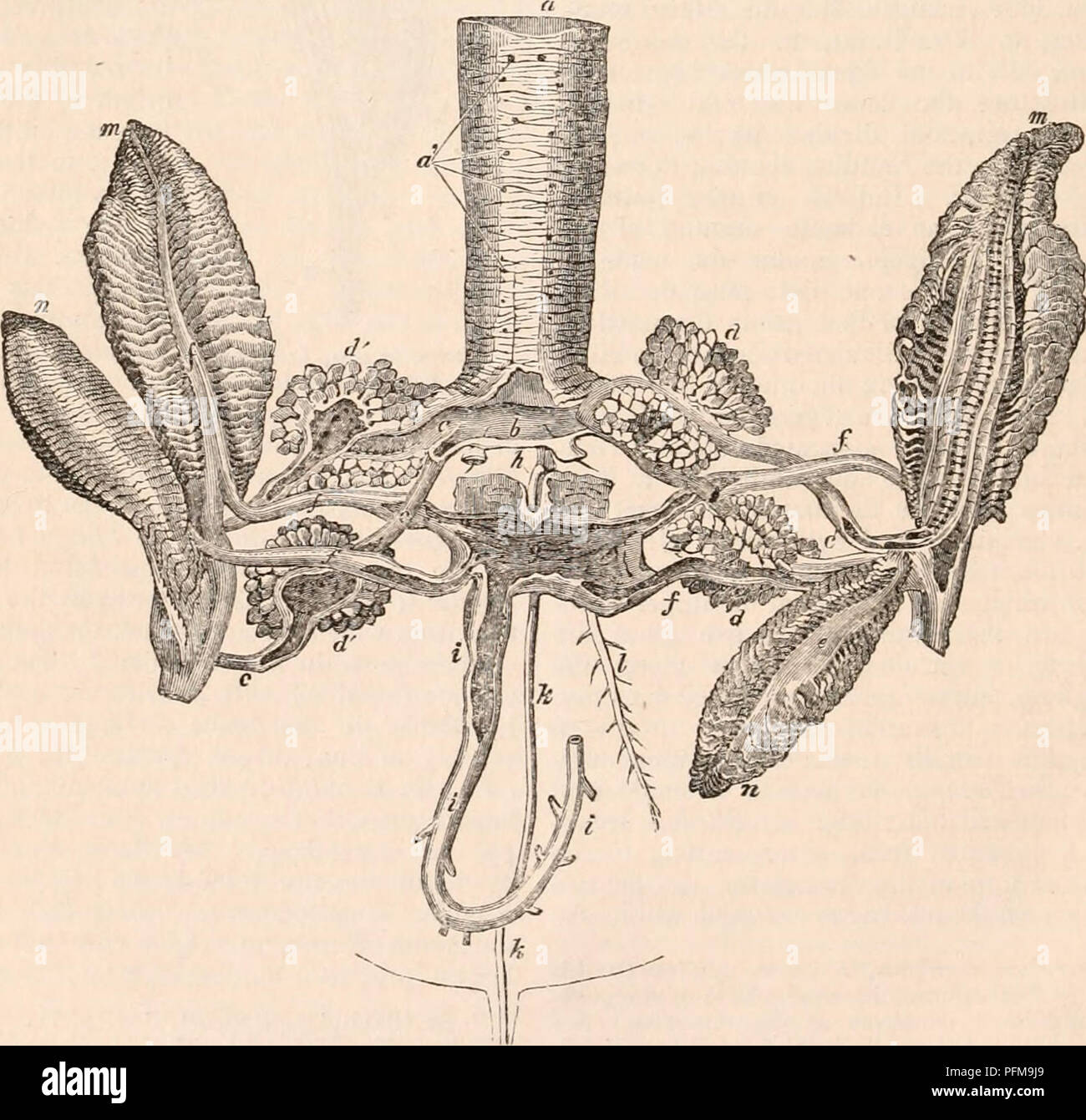 . The cyclopædia of anatomy and physiology. Anatomy; Physiology ...