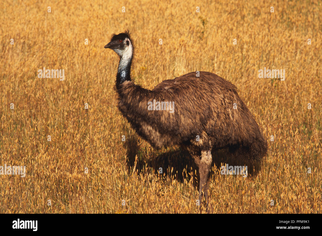 Side view of an Emu at Tidbinbilla Nature Reserve Stock Photo - Alamy