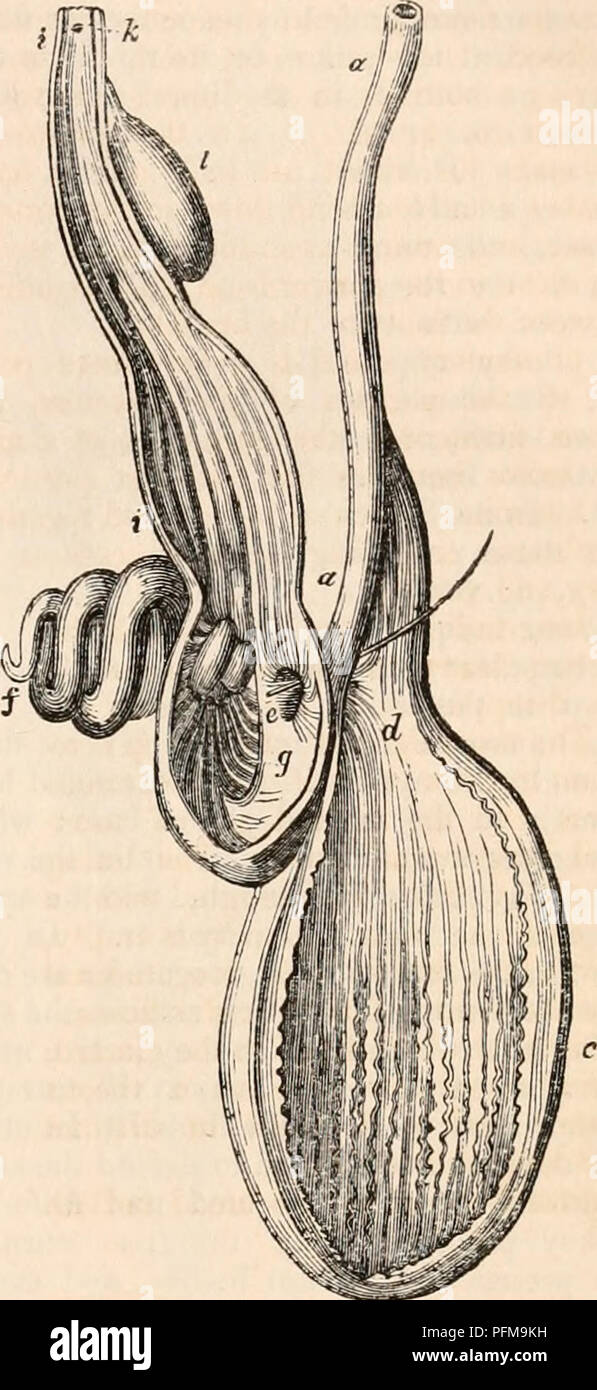 A detailed exploration of the anatomy and physiology of Cephalopoda ...