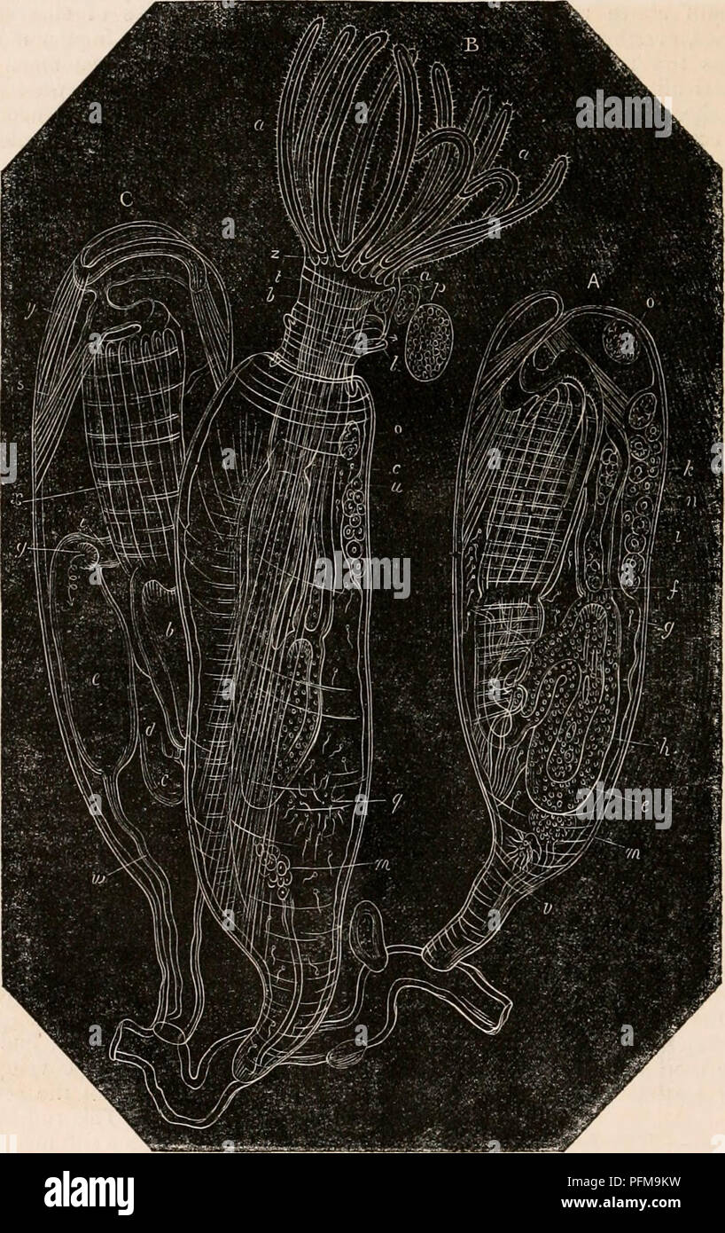 . The cyclopædia of anatomy and physiology. Anatomy; Physiology ...