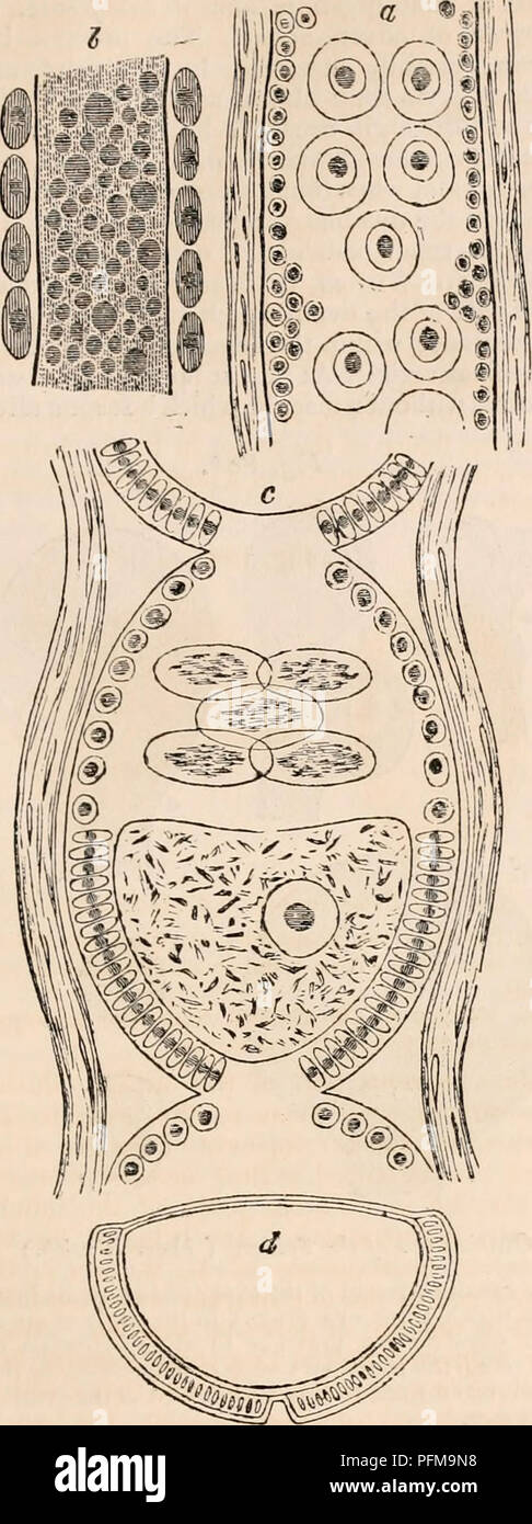 . The cyclopædia of anatomy and physiology. Anatomy; Physiology ...