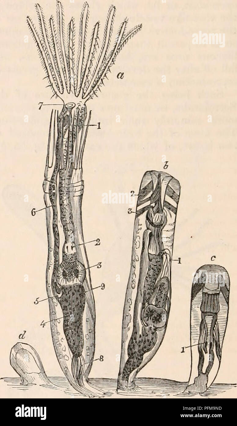 Polypi hi-res stock photography and images - Alamy
