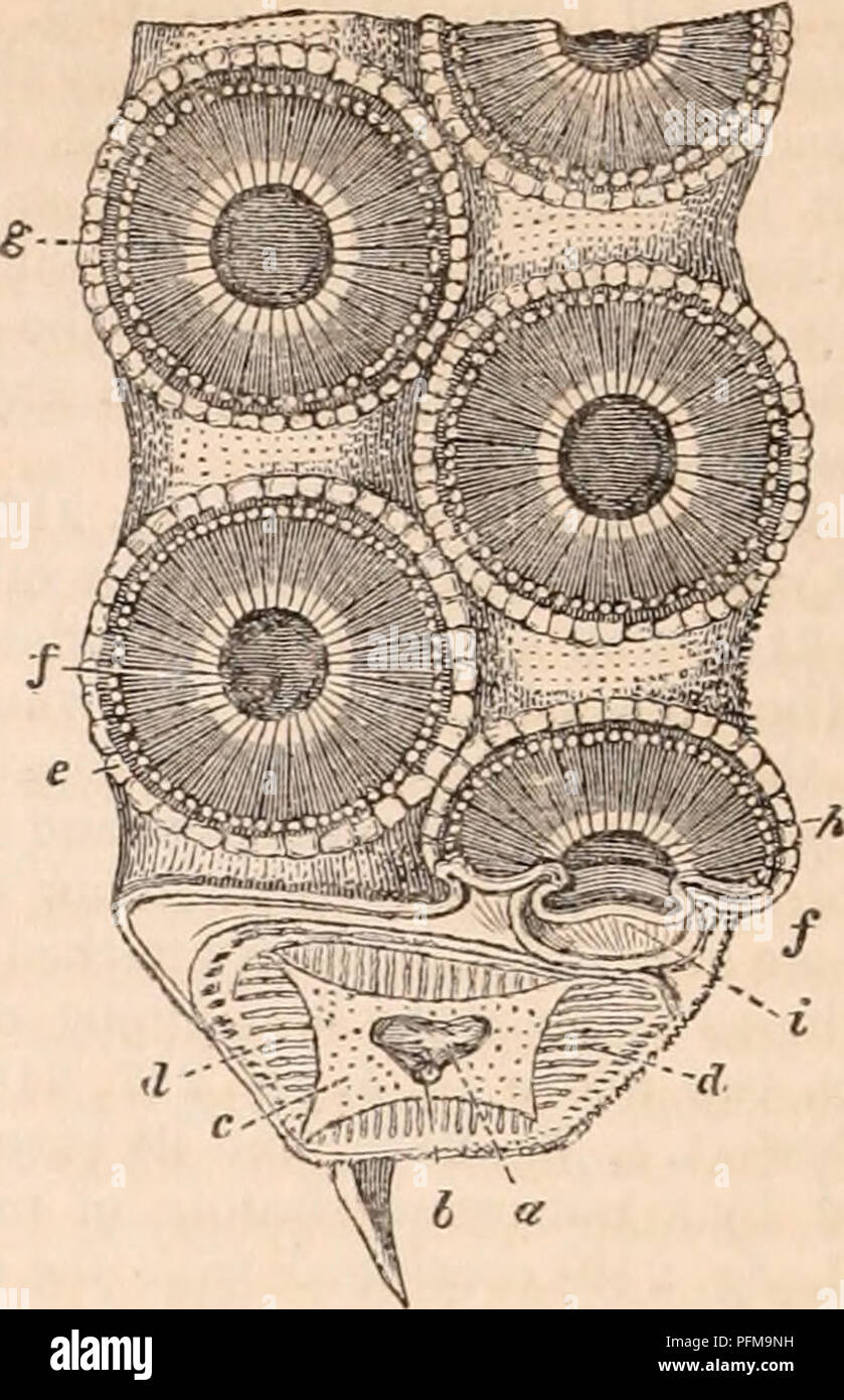Octopus anatomy hi-res stock photography and images - Alamy