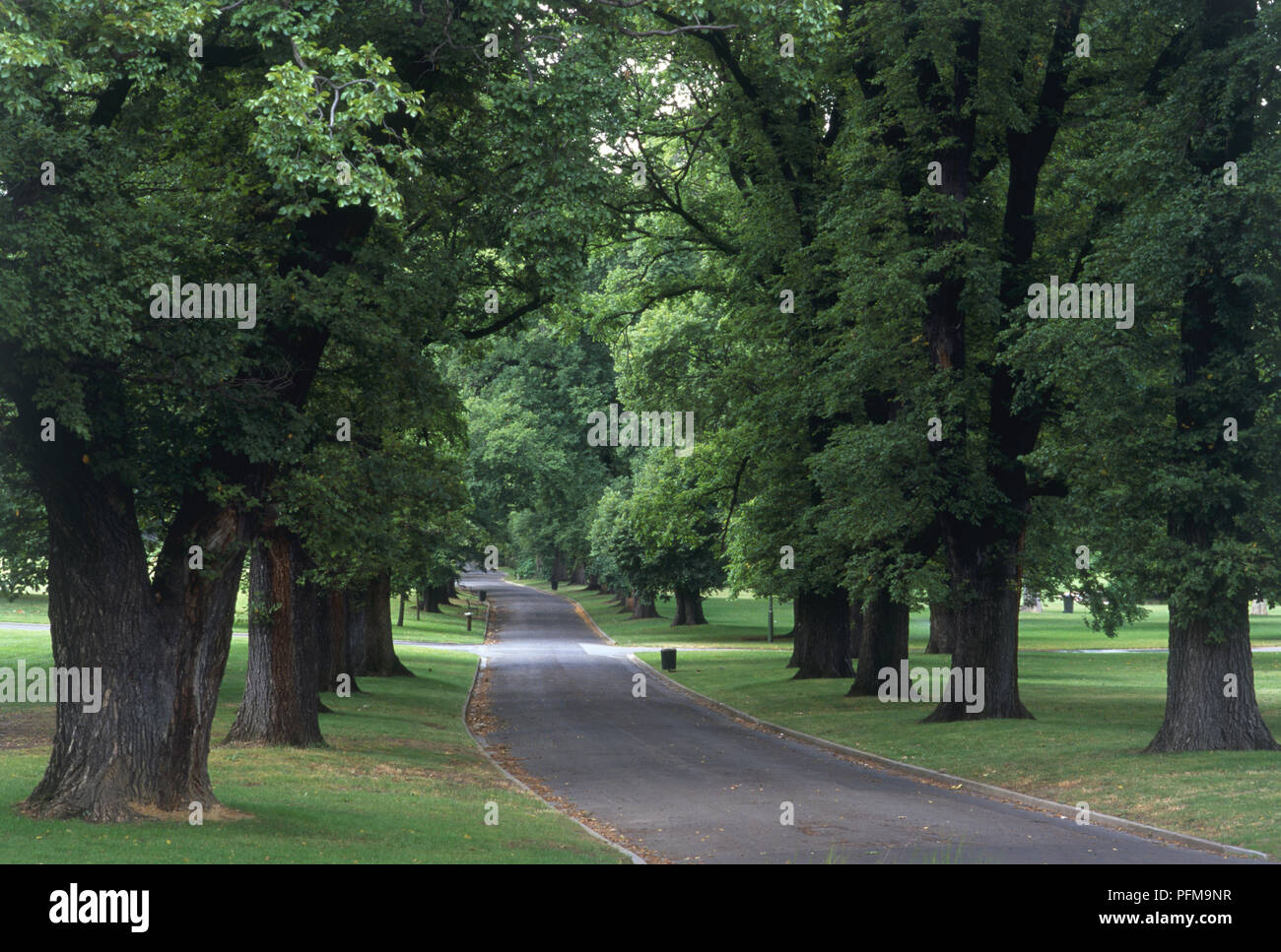 Australia, Melbourne, Fitzroy Gardens, asphalted path winding through ...