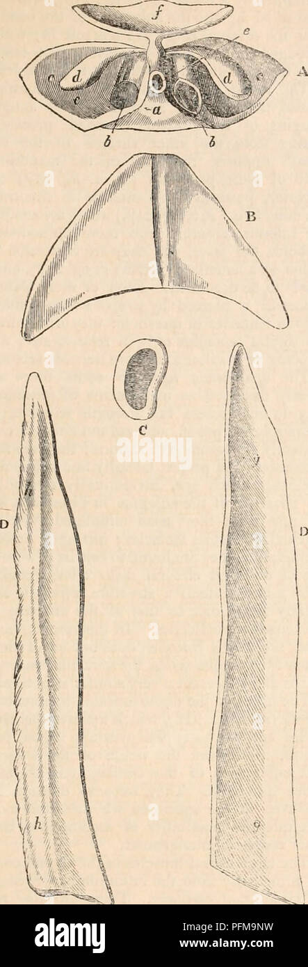 Cartilage forms hi-res stock photography and images - Alamy