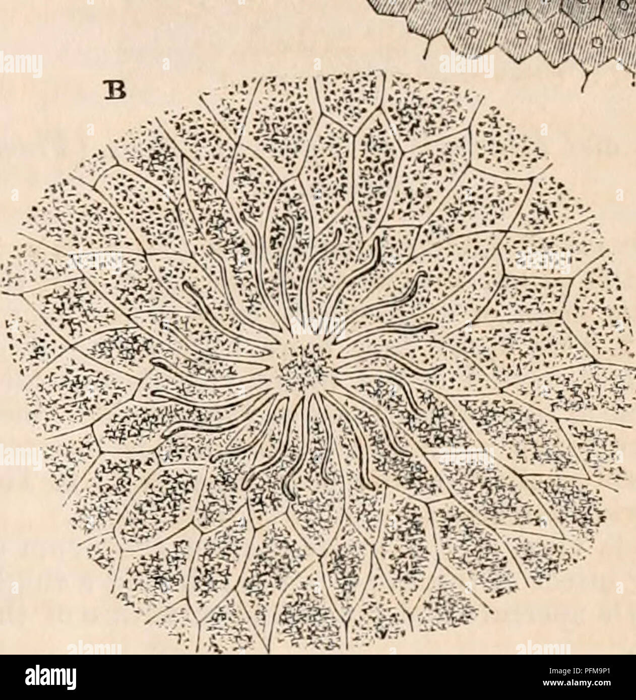 . The cyclopædia of anatomy and physiology. Anatomy; Physiology ...