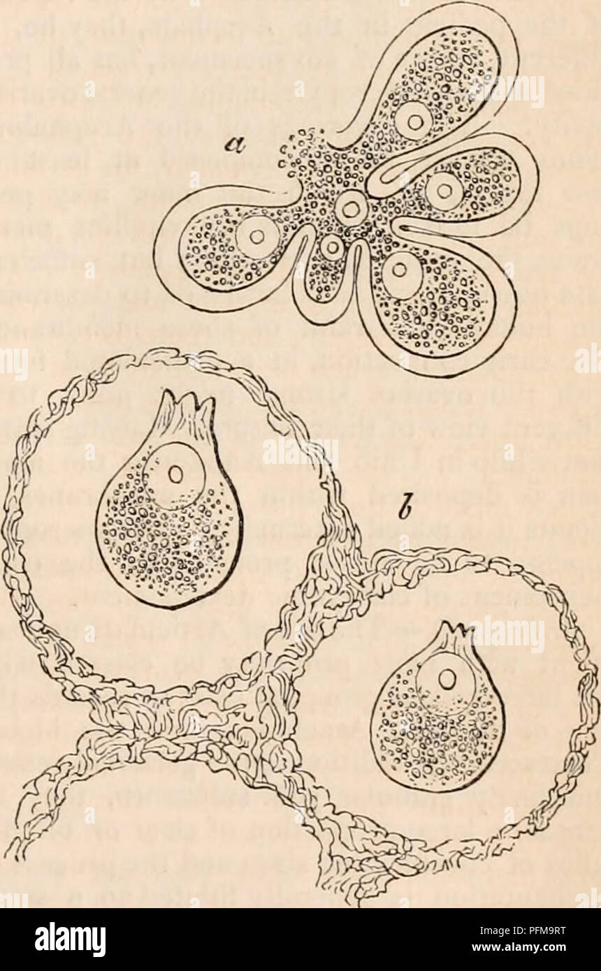 This volume of the Cyclopædia of Anatomy and Physiology covers the ...