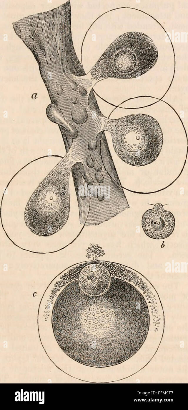 Vitelline membrane hi-res stock photography and images - Alamy