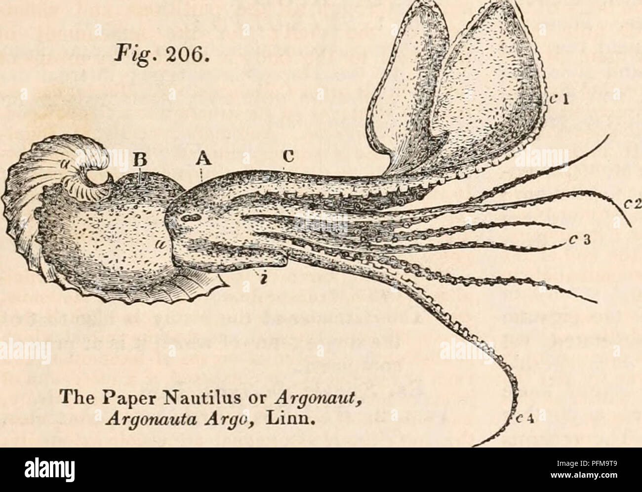 Cyclopædia of anatomy cephalopoda hi-res stock photography and images ...