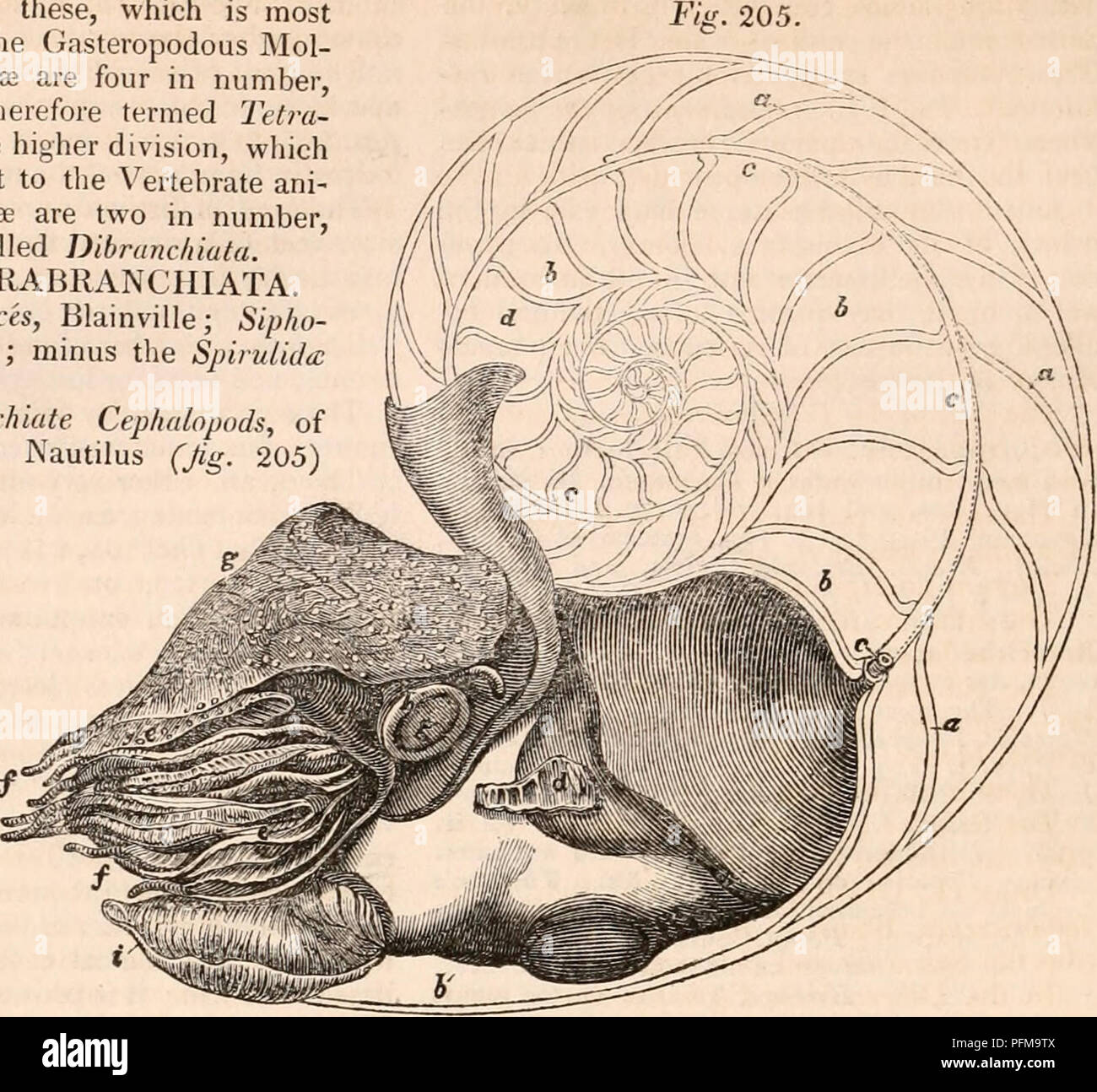 Cyclopædia of anatomy cephalopoda hi-res stock photography and images ...