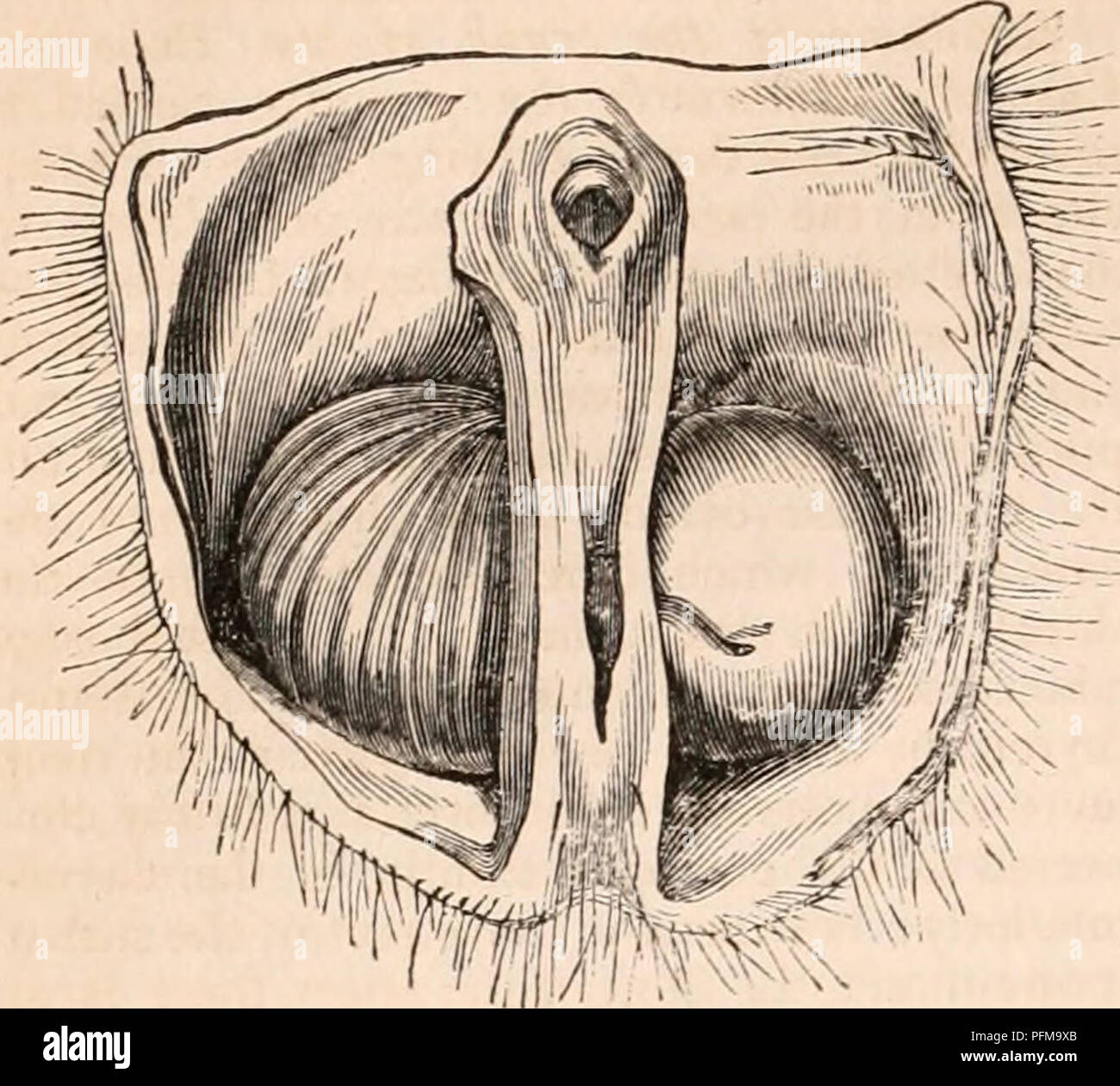 This entry from 'The Cyclopædia of Anatomy and Physiology' covers the ...