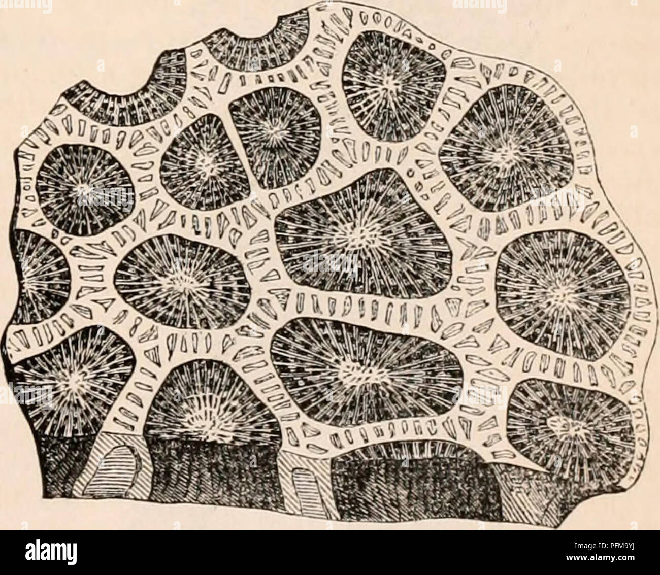 Corals anatomy hi-res stock photography and images - Alamy