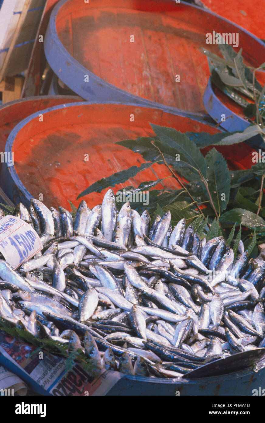 Silver blue leaves hi-res stock photography and images - Alamy