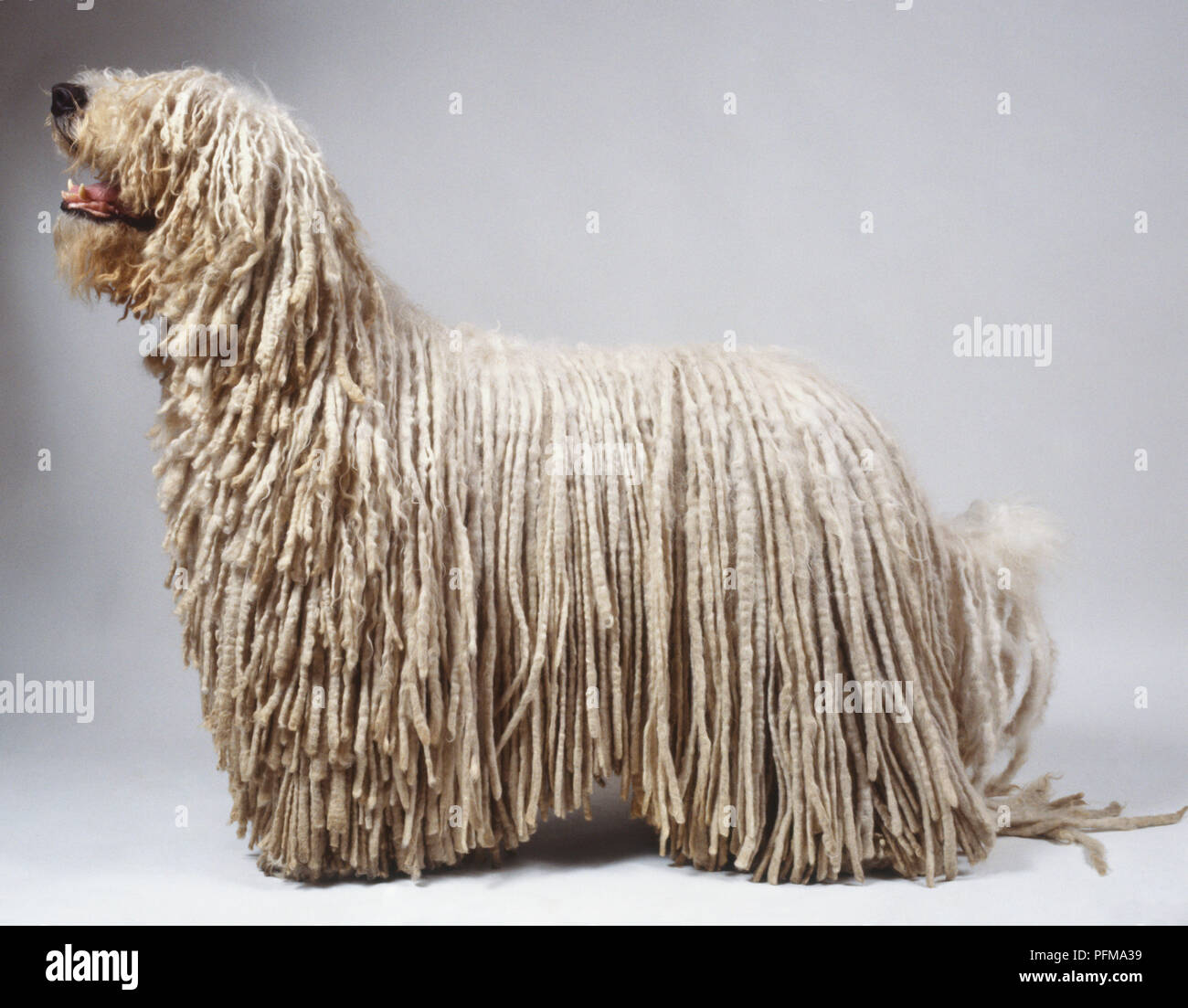 Komondor dog hi-res stock photography and images - Alamy