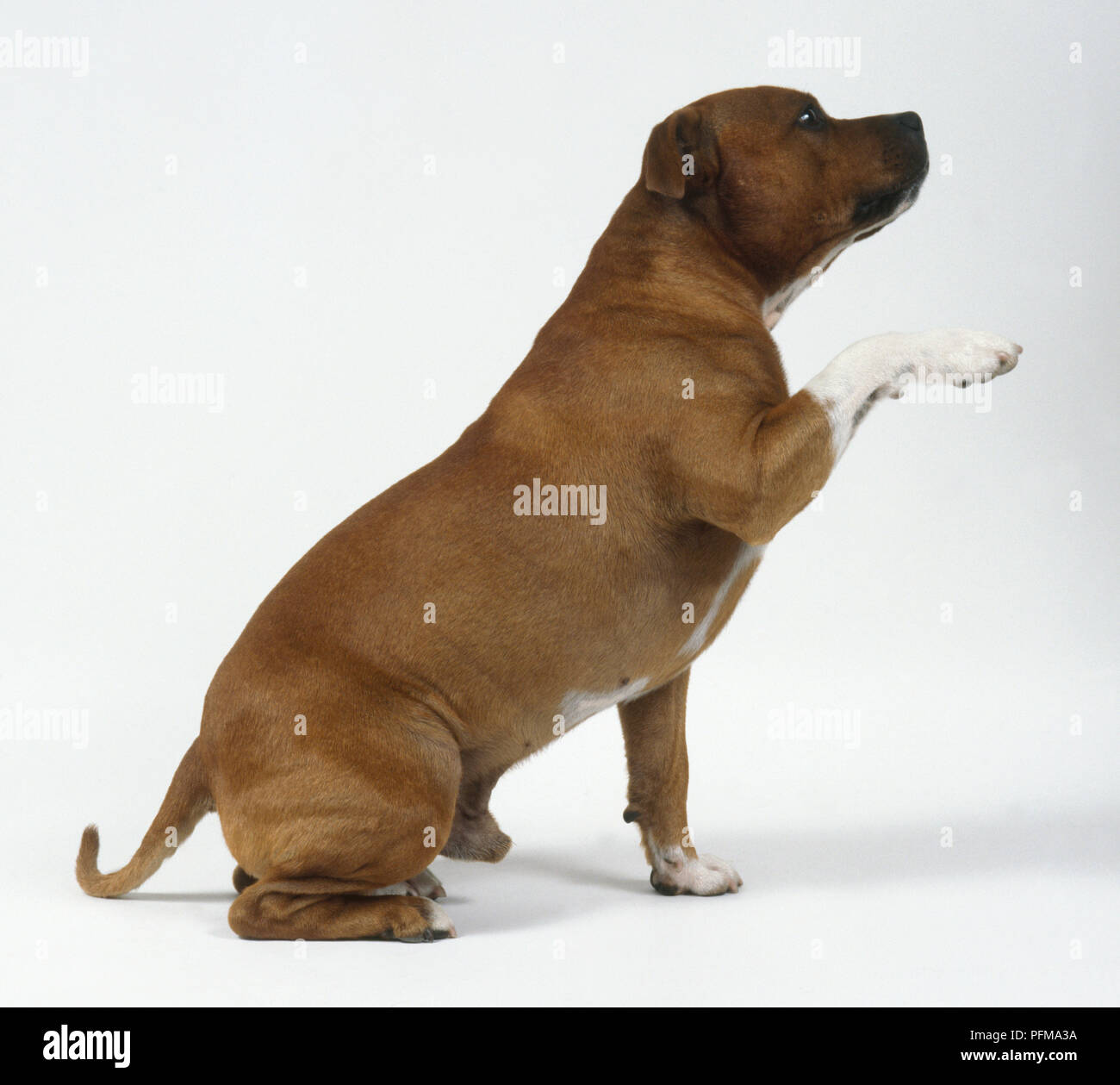 Staffordshire bull terrier paw hi-res stock photography and images - Alamy