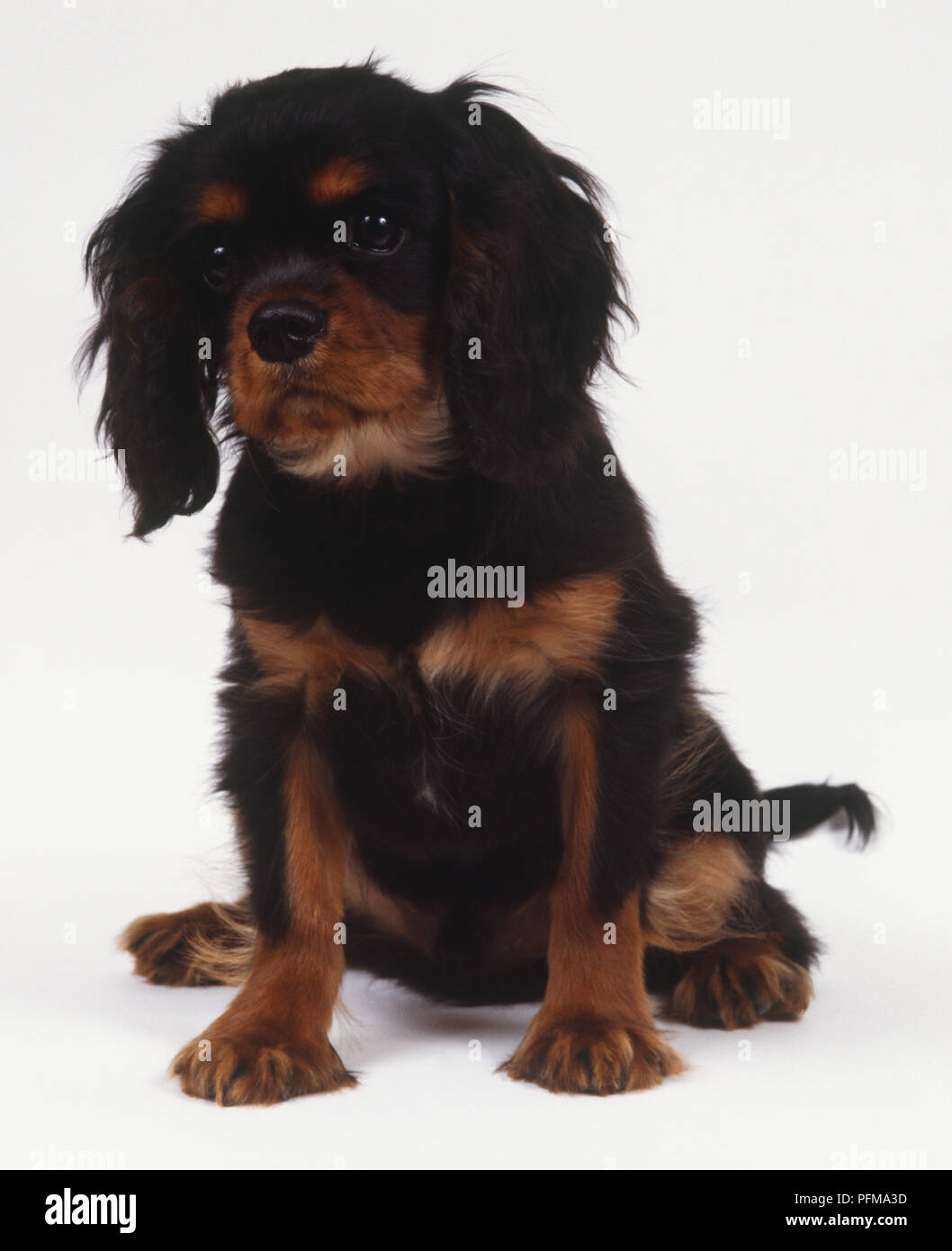 Seated black and tan King Charles Spaniel puppy (Canis familiaris ...