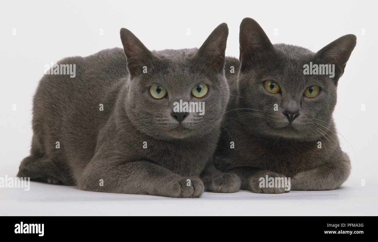 Two blue Korat cats (Felis silvestris catus), seated together, looking ...