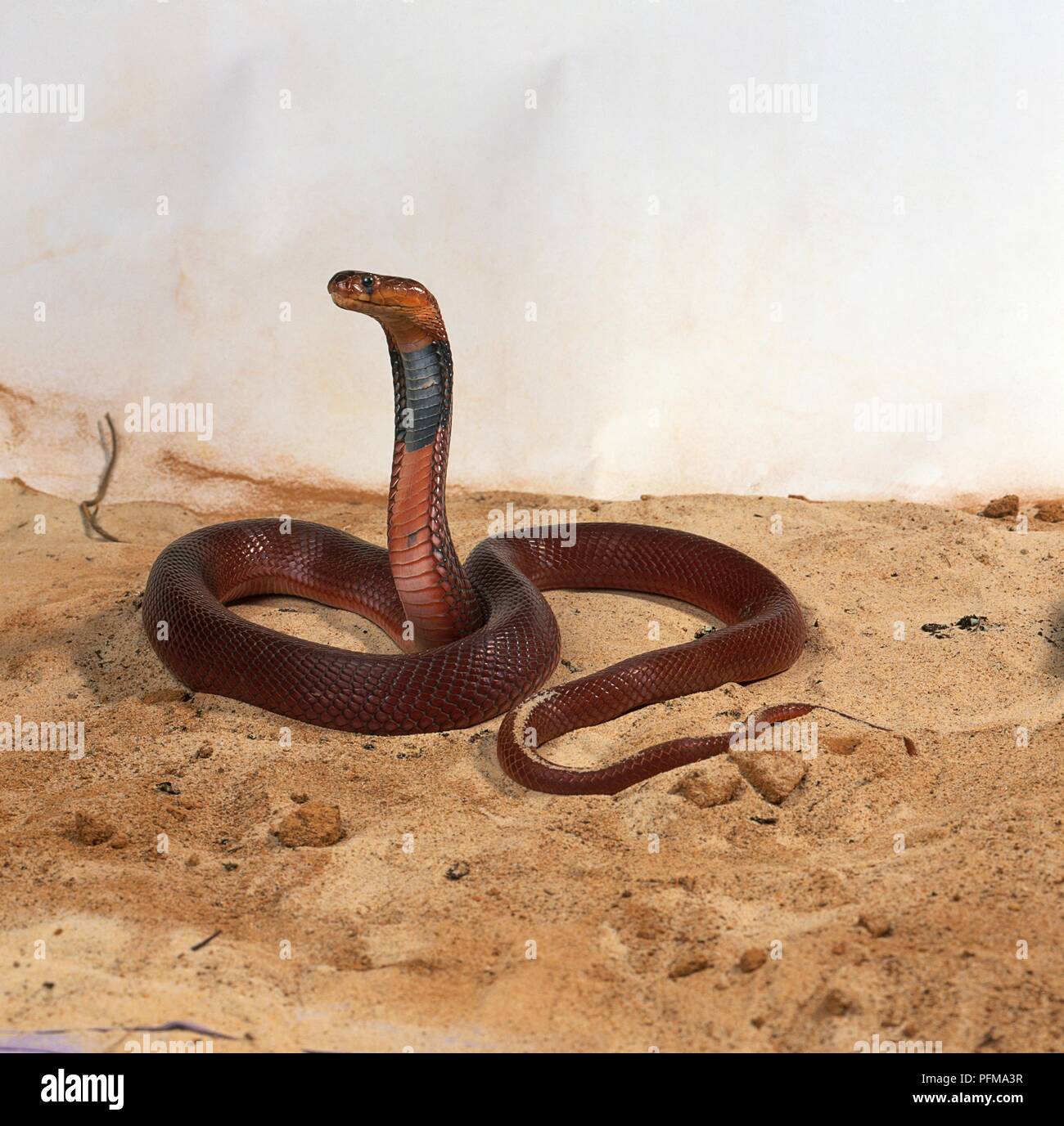 Red spitting cobra (Naja pallida) with its head rearing up Stock Photo ...
