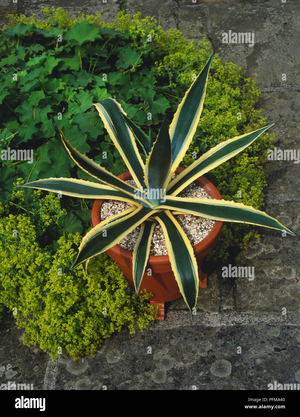 Agave americana pot hi-res stock photography and images - Alamy