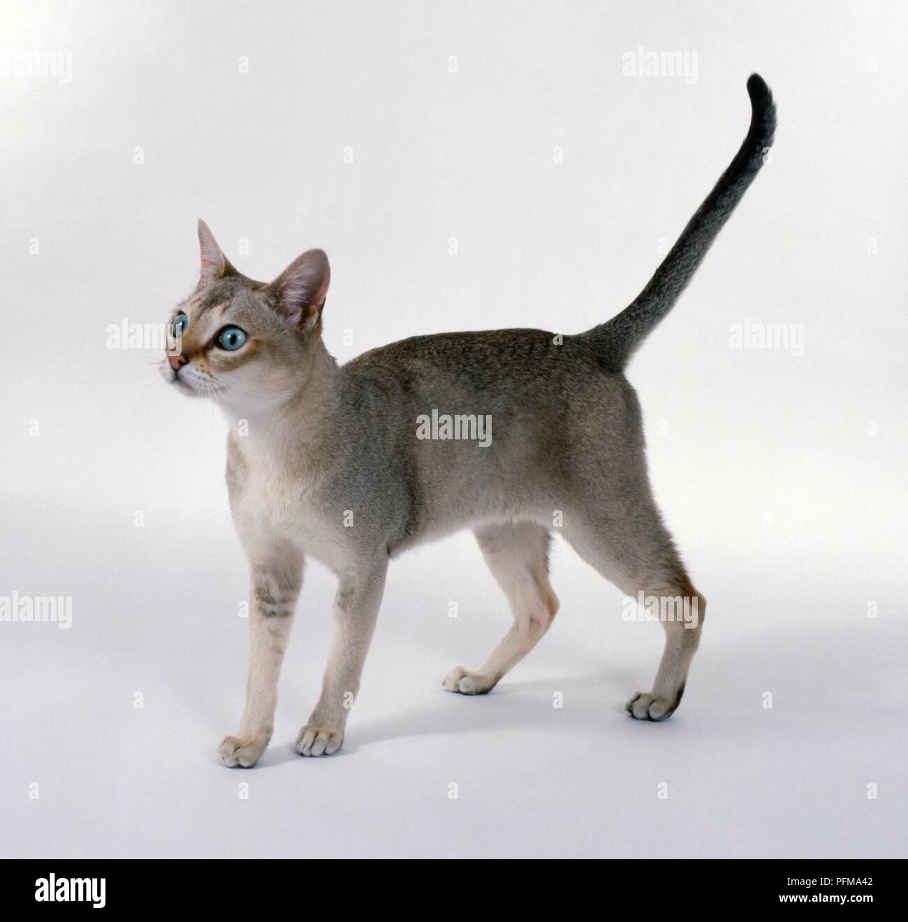 A Sepia Agouti cat, standing, side view Stock Photo - Alamy