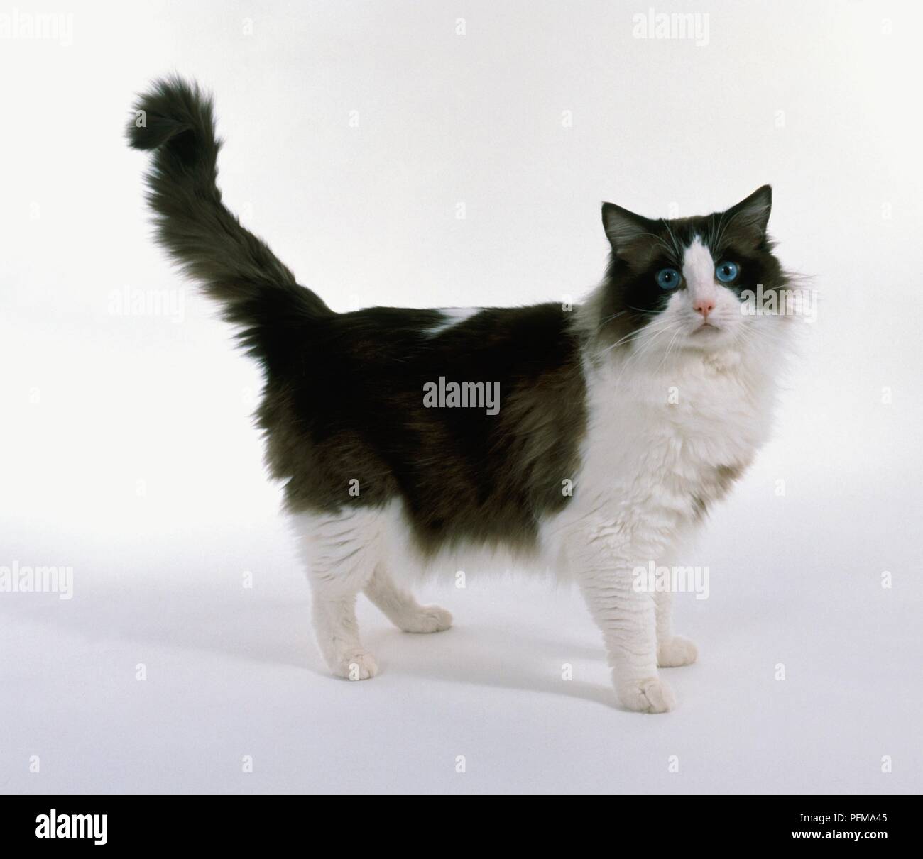 A Seal Bi-Colour Ragdoll cat, standing, looking at camera Stock Photo ...