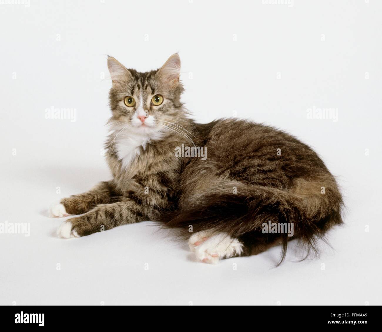A brown and white Siberian Forest Cat, lying down, facing forward Stock ...
