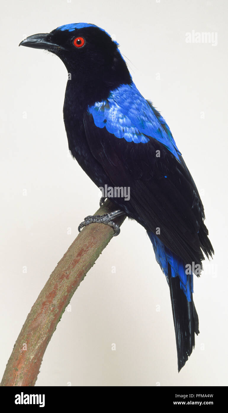 Asian Fairy Bluebird On A Branch High Resolution Stock Photography and ...