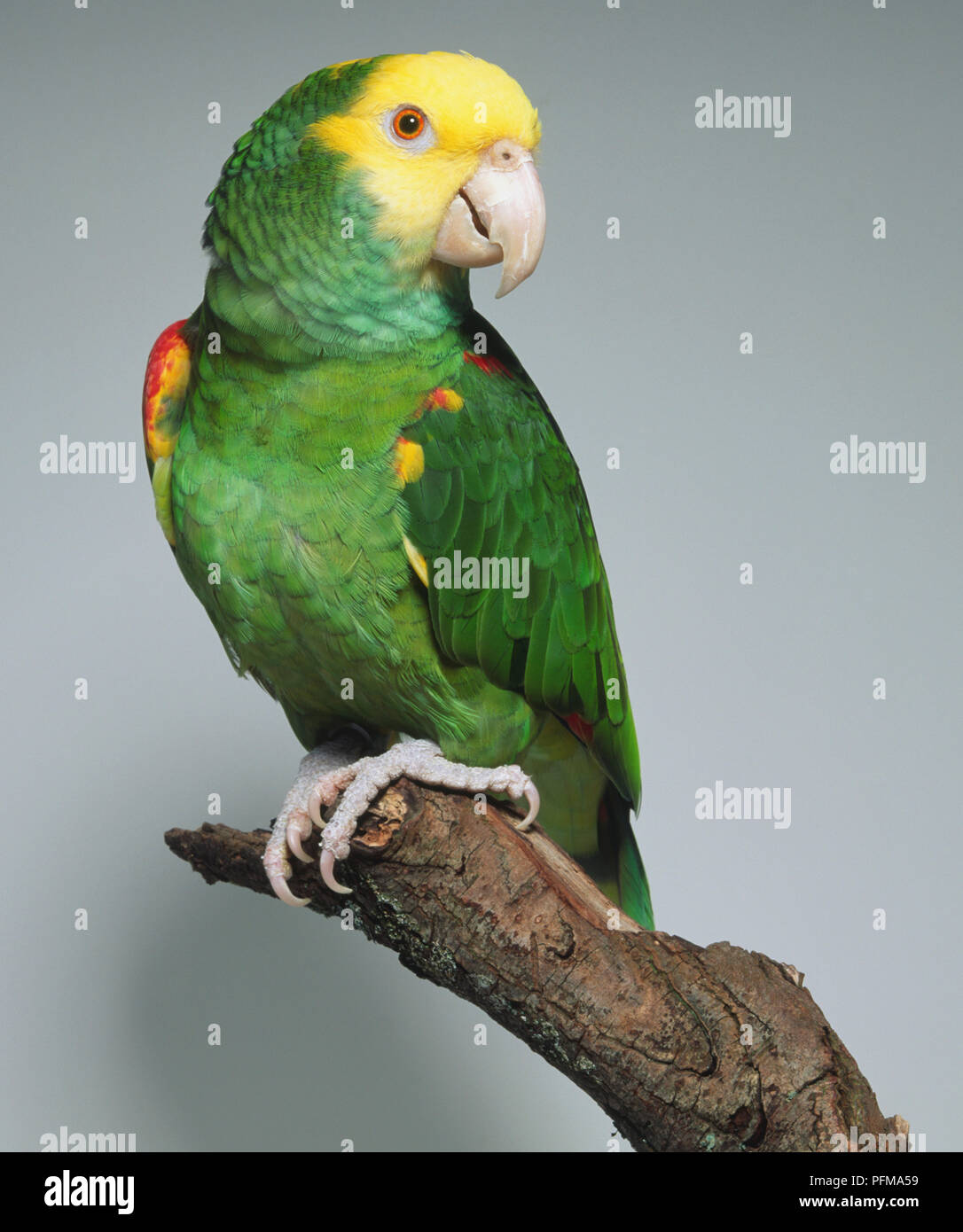 Yellow-headed Parrot (Amazona oratrix), sitting on a branch looking ...