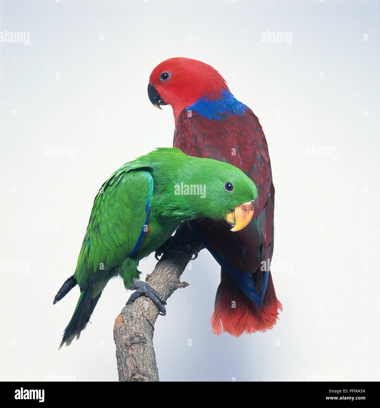 Male and female eclectus parrot hi-res stock photography and images - Alamy