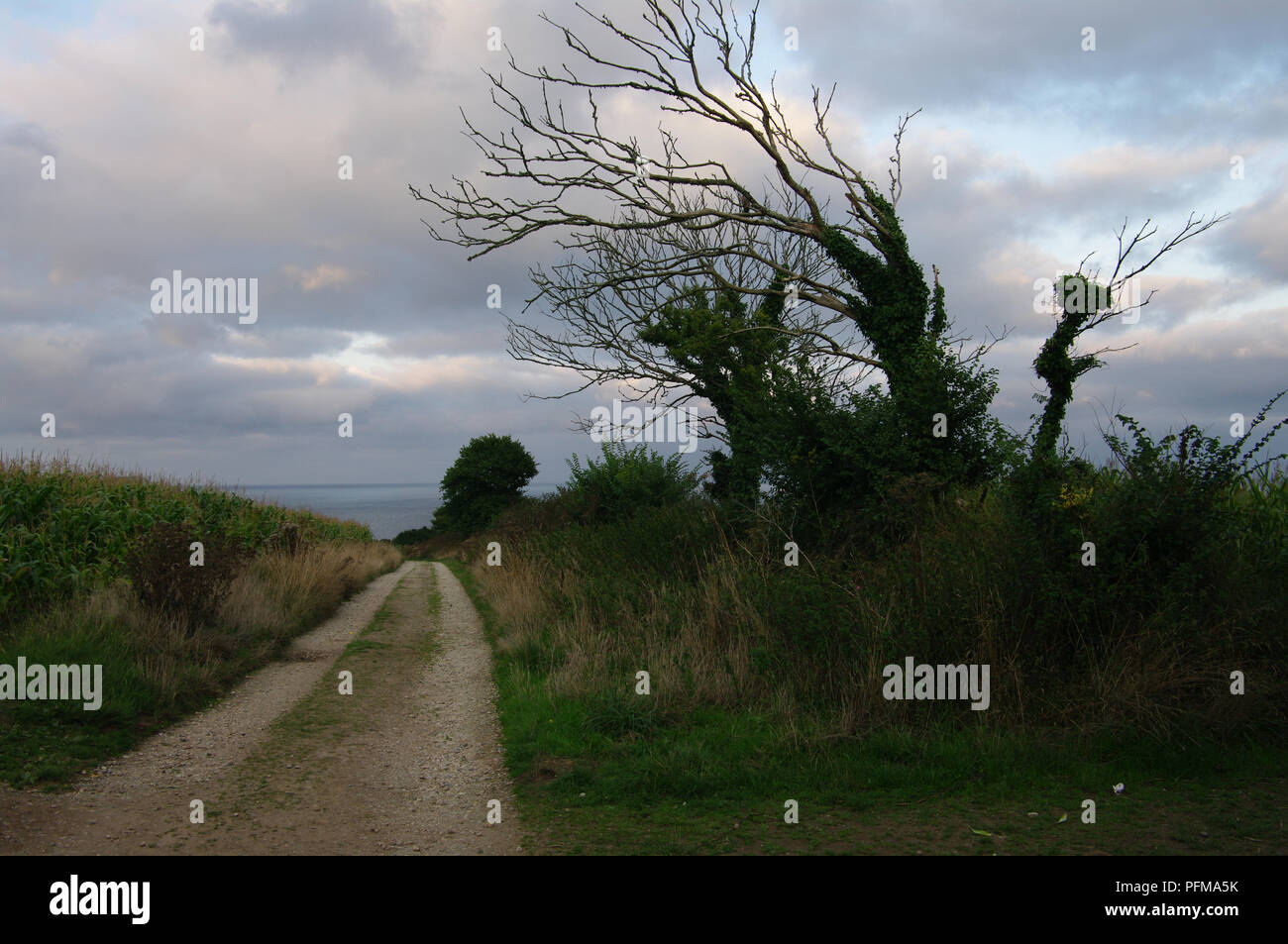 Farm track, Gerrans, Cornwall, UK Stock Photo - Alamy