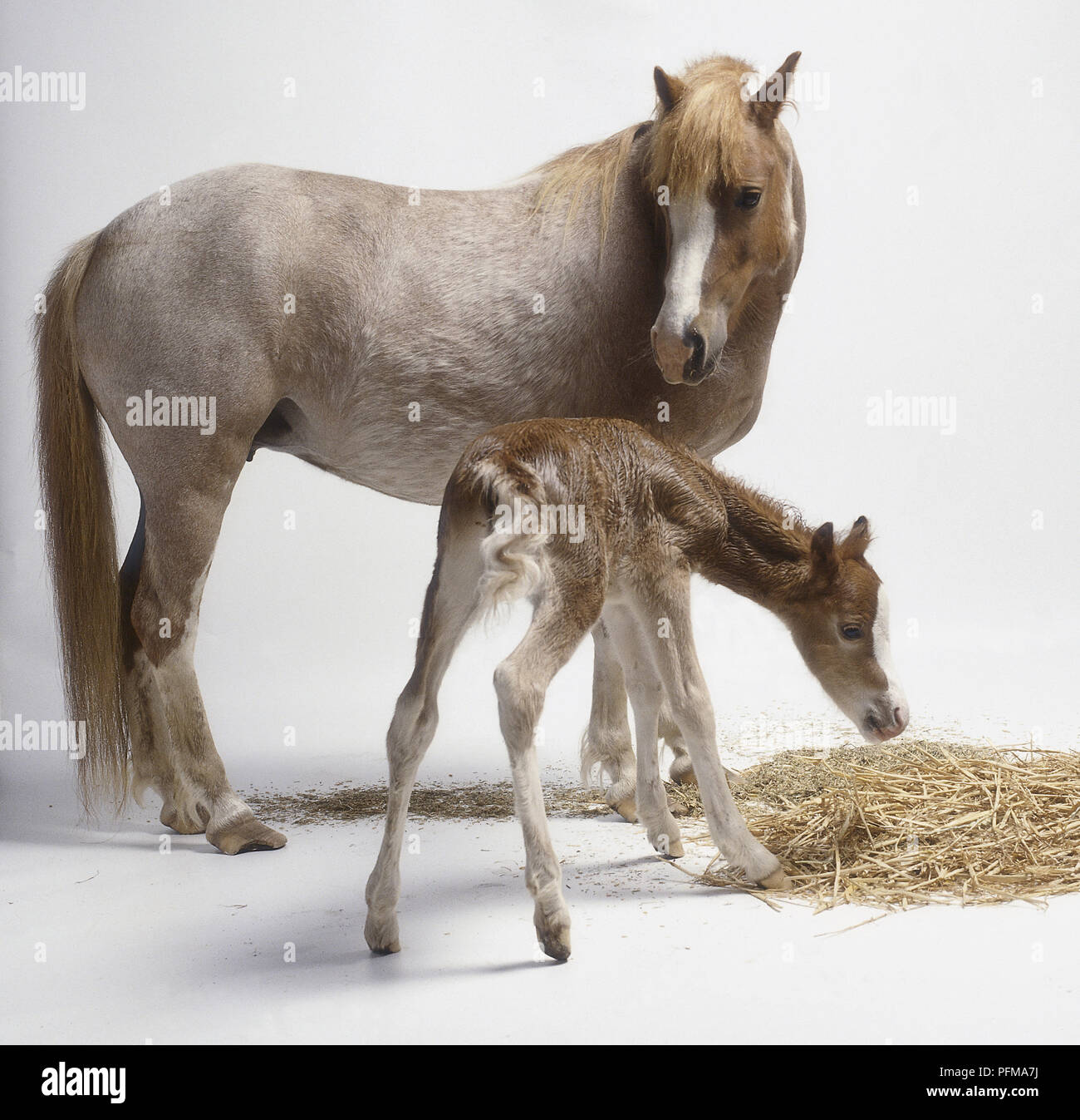 A new foal can stand on its feet within half an hour of its birth. The ...