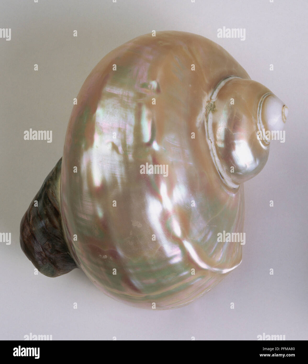 Spiral nautilus shell hi-res stock photography and images - Alamy