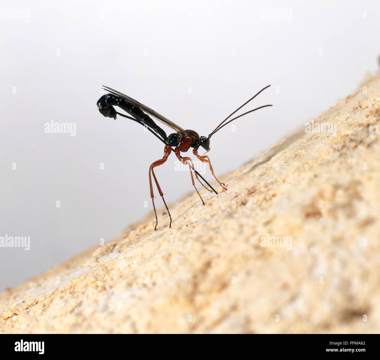 Ichneumonidae hi-res stock photography and images - Alamy
