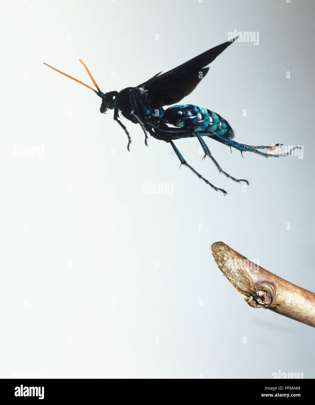 Spider Wasp (Pompilidae) in flight Stock Photo - Alamy