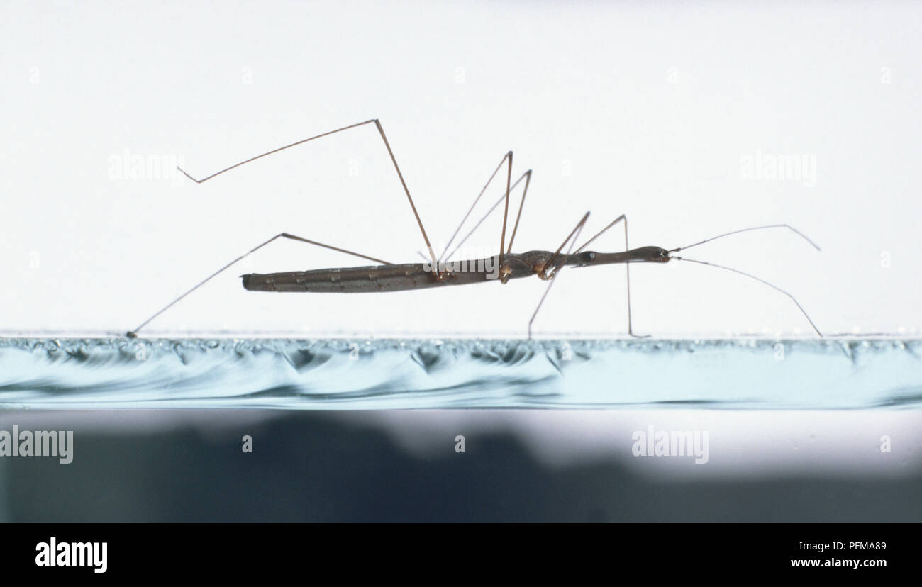 Marsh treader hydrometra hi-res stock photography and images - Alamy