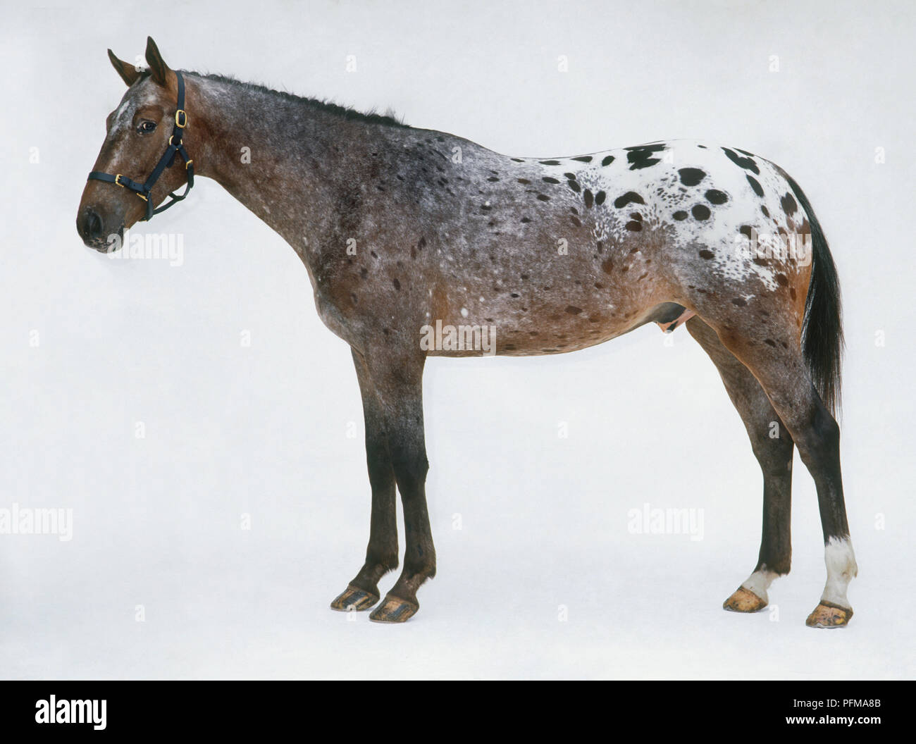 Appaloosa horse hi-res stock photography and images - Alamy