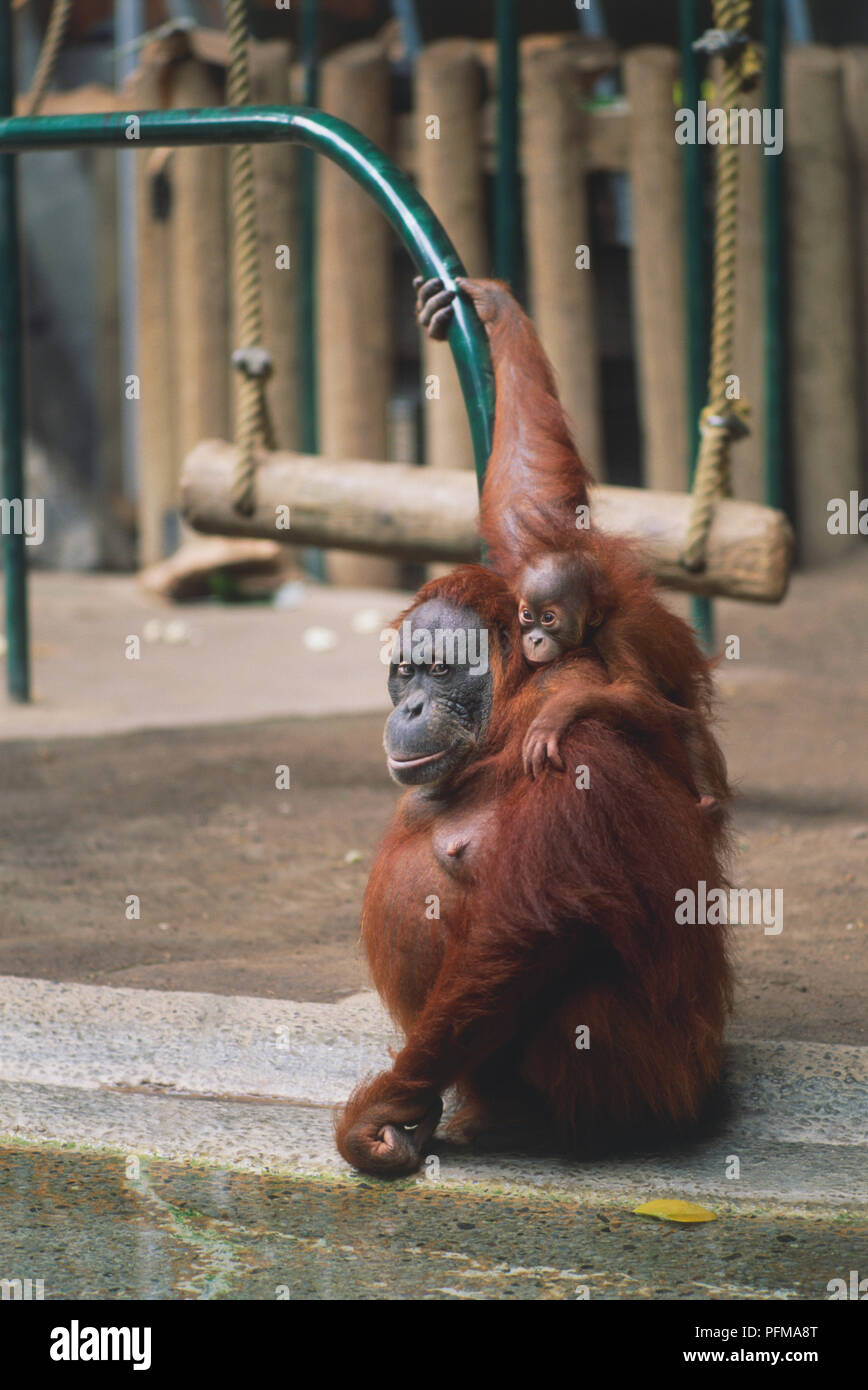 Canada, Ontario, Toronto, Toronto Zoo, female Orangutan (Pongo pygmaeus ...