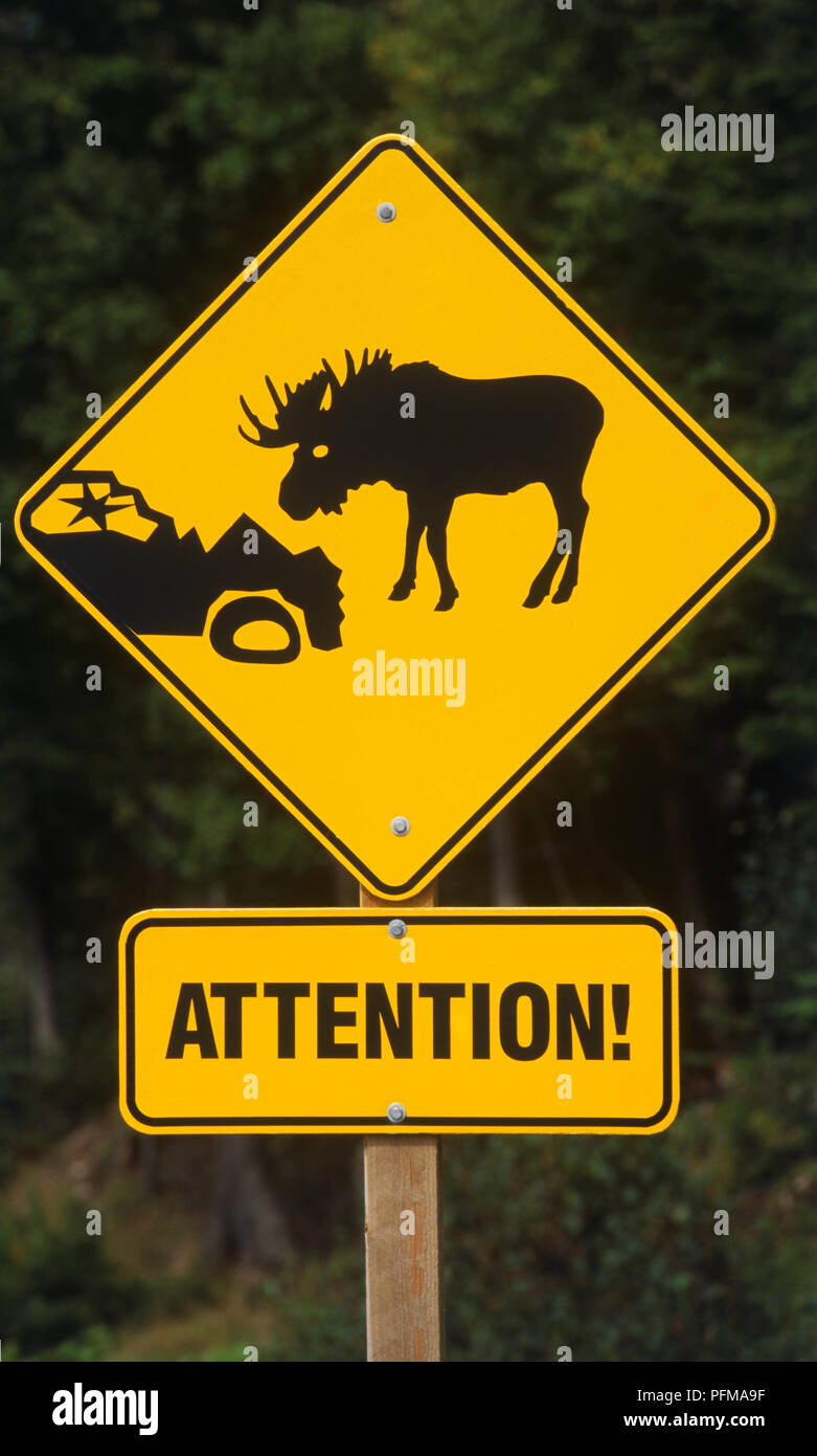 Moose Road Hazard Warning Sign High Resolution Stock Photography and ...