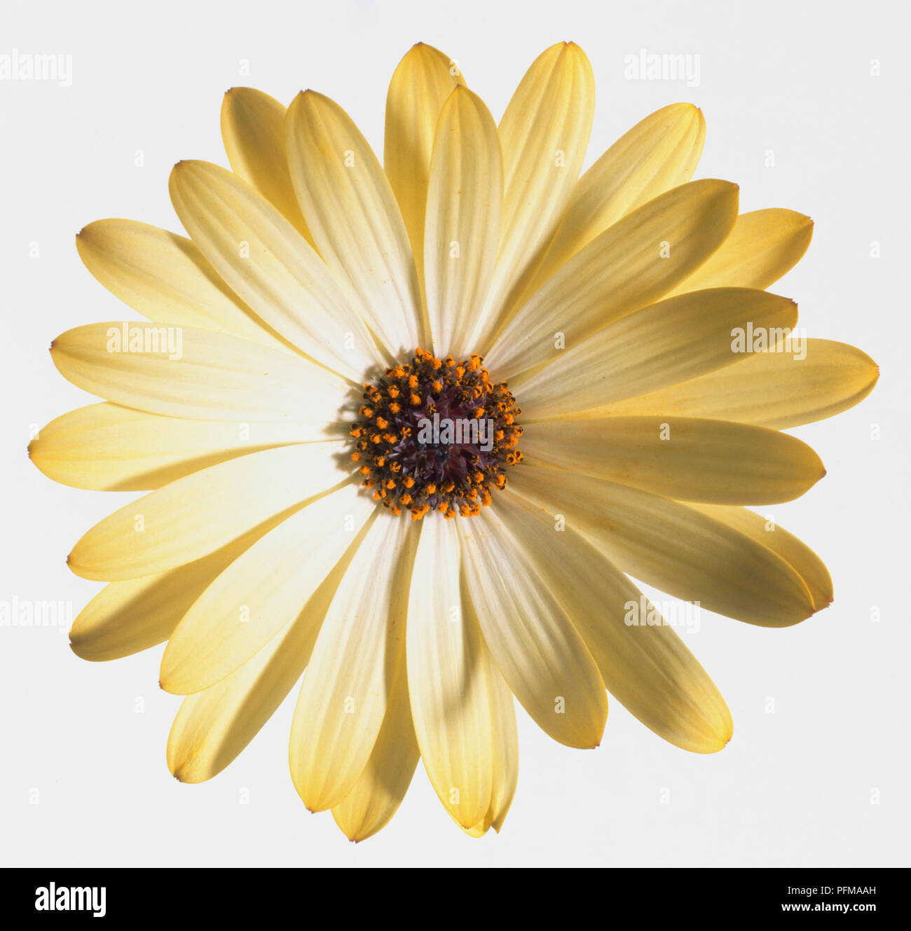 Creamy coloured petals hi-res stock photography and images - Alamy