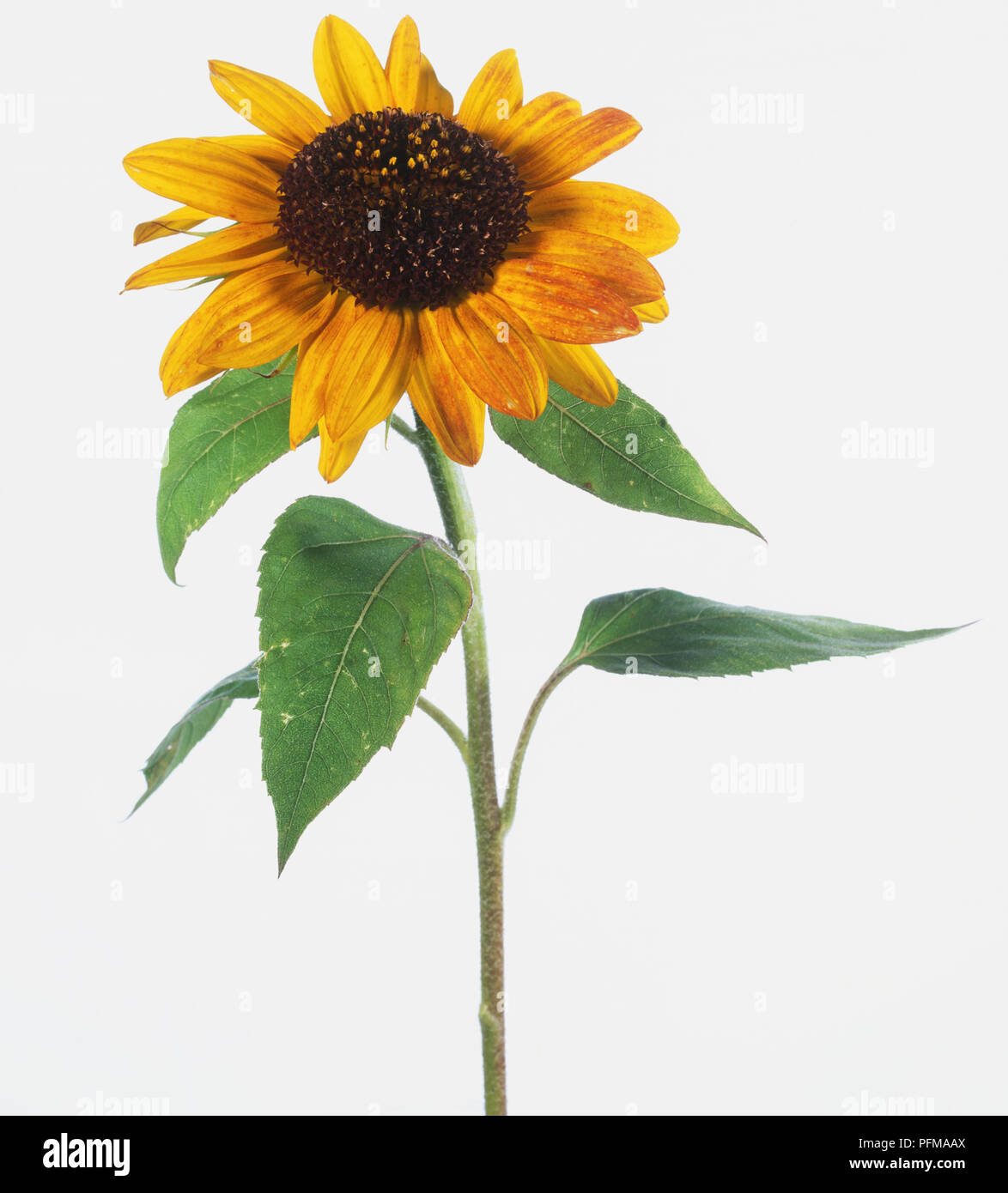Sunflowers helianthus sp hi-res stock photography and images - Alamy