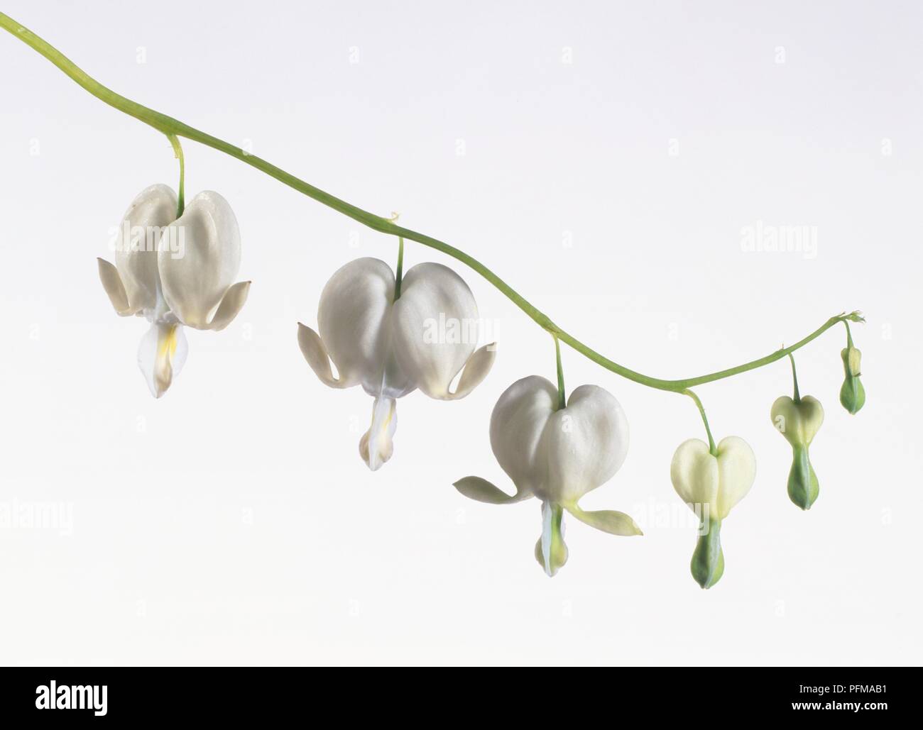 Dicentra spectabilis 'Alba' , cluster of white Bleeding Heart cultivar ...