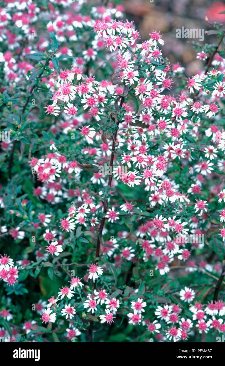 Aster Lateriflorus Leaves