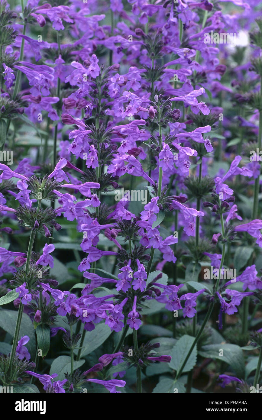 Lavender coloured flowers of Nepeta sibirica, Catmint Stock Photo - Alamy