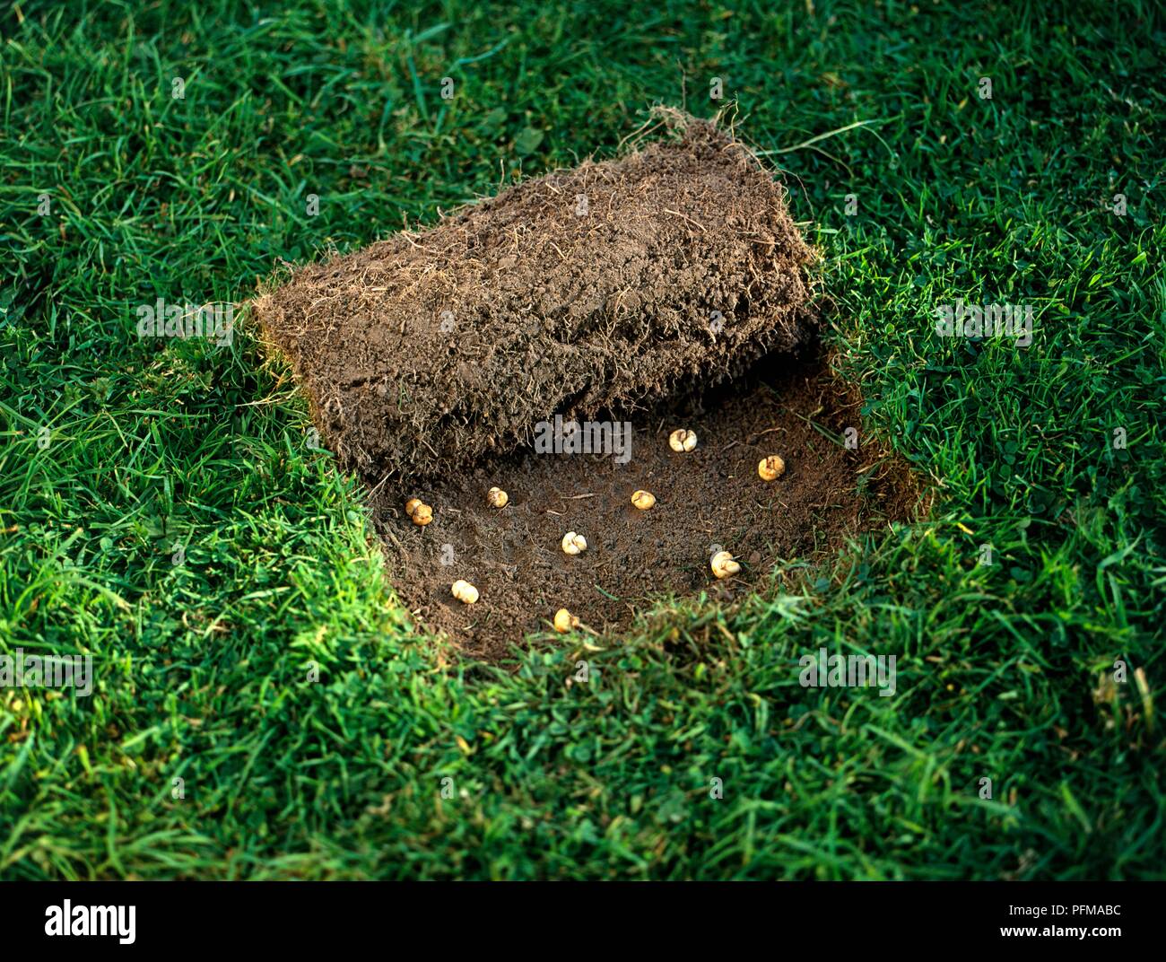 Bulbs planted underneath a section of lifted turf, with the turf rolled ...