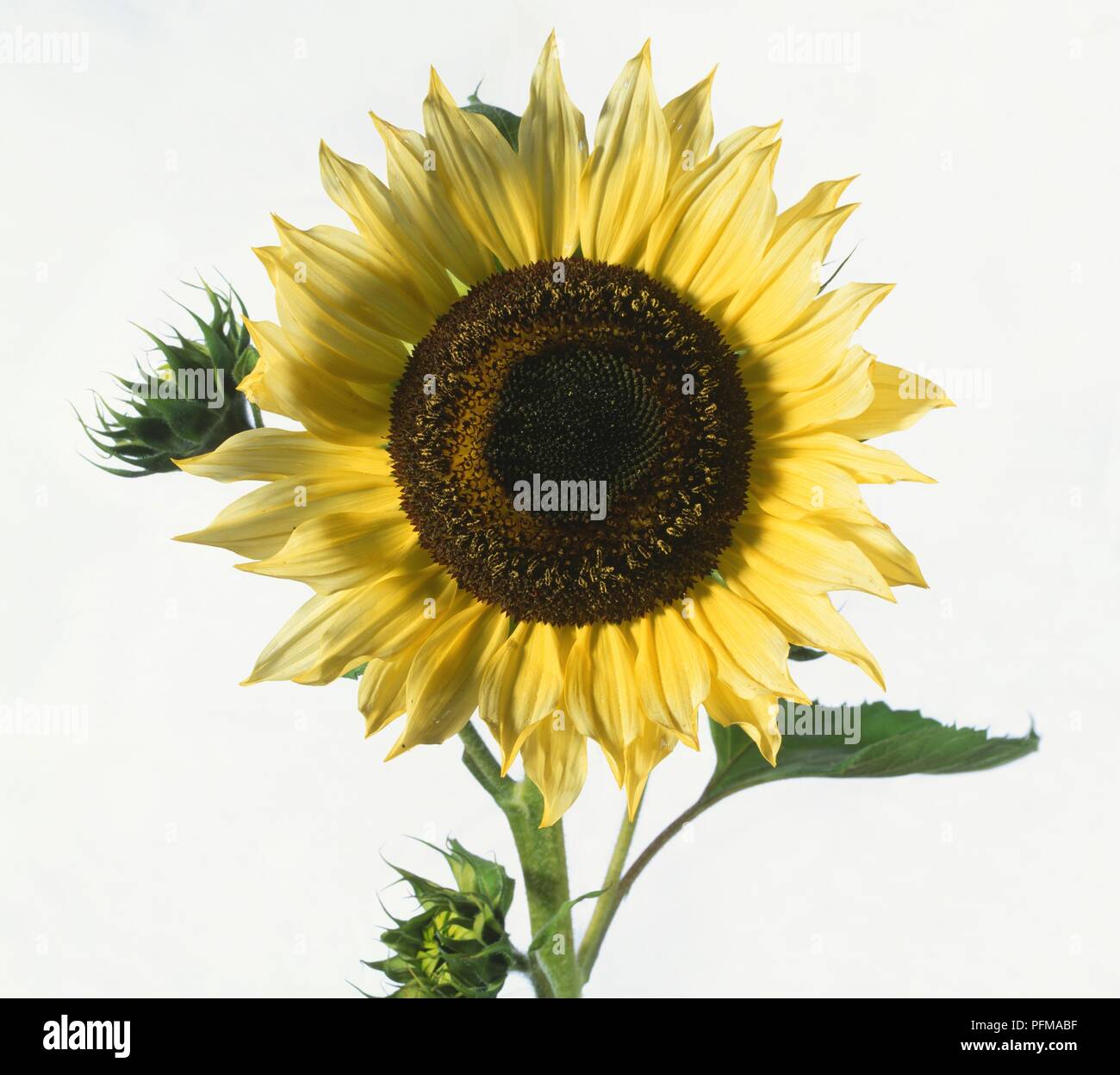 Helianthus sp., yellow sunflower flowerhead, front view Stock Photo - Alamy