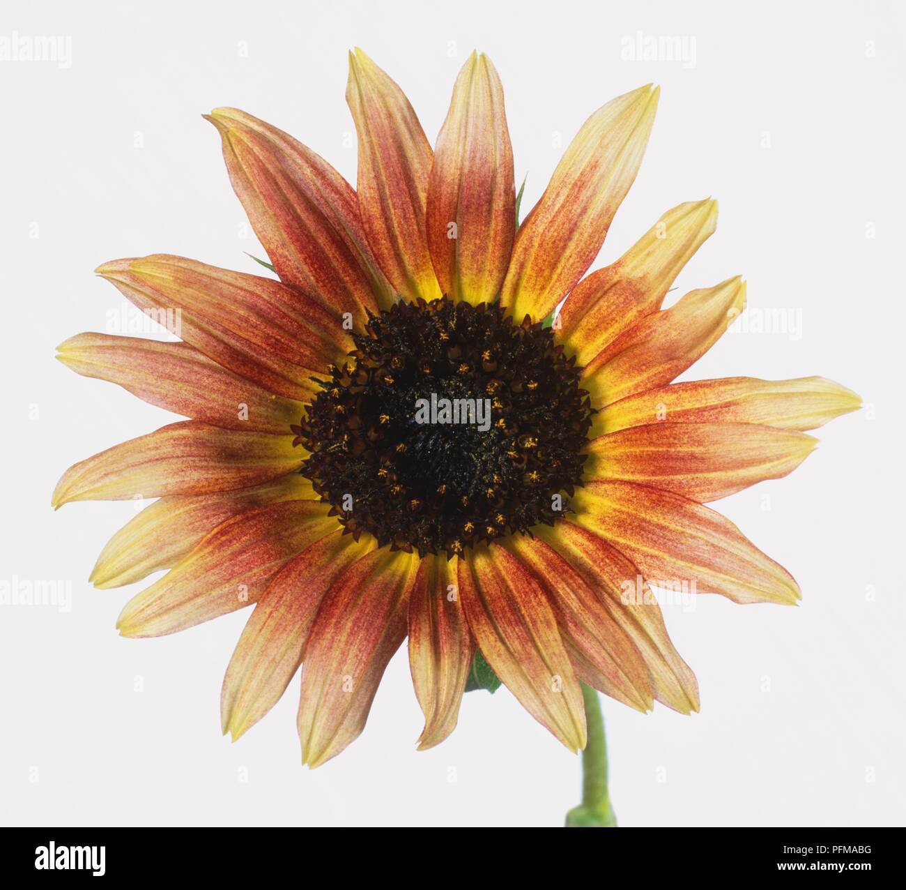 Pastiche sunflower hi-res stock photography and images - Alamy