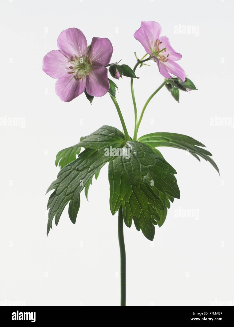 Chatto hi-res stock photography and images - Alamy